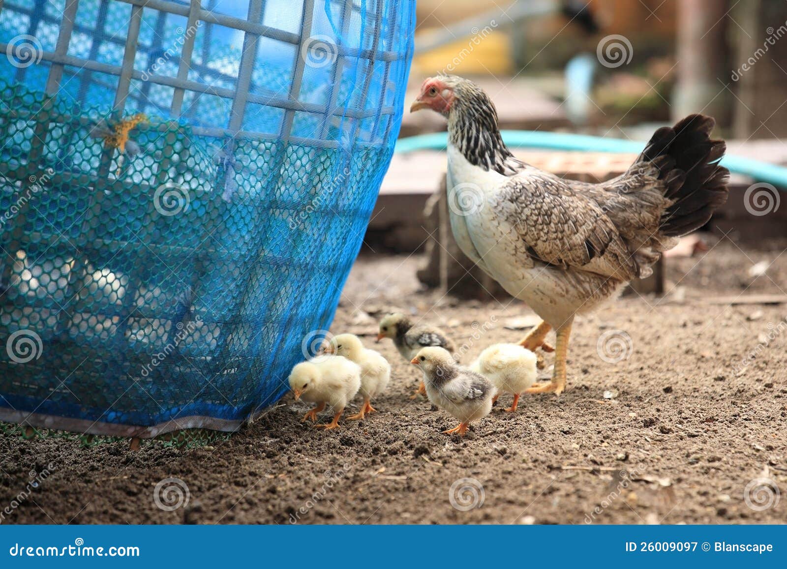 Closeup of a Mother Chicken with Its Baby Chicks Stock Image - Image of ...