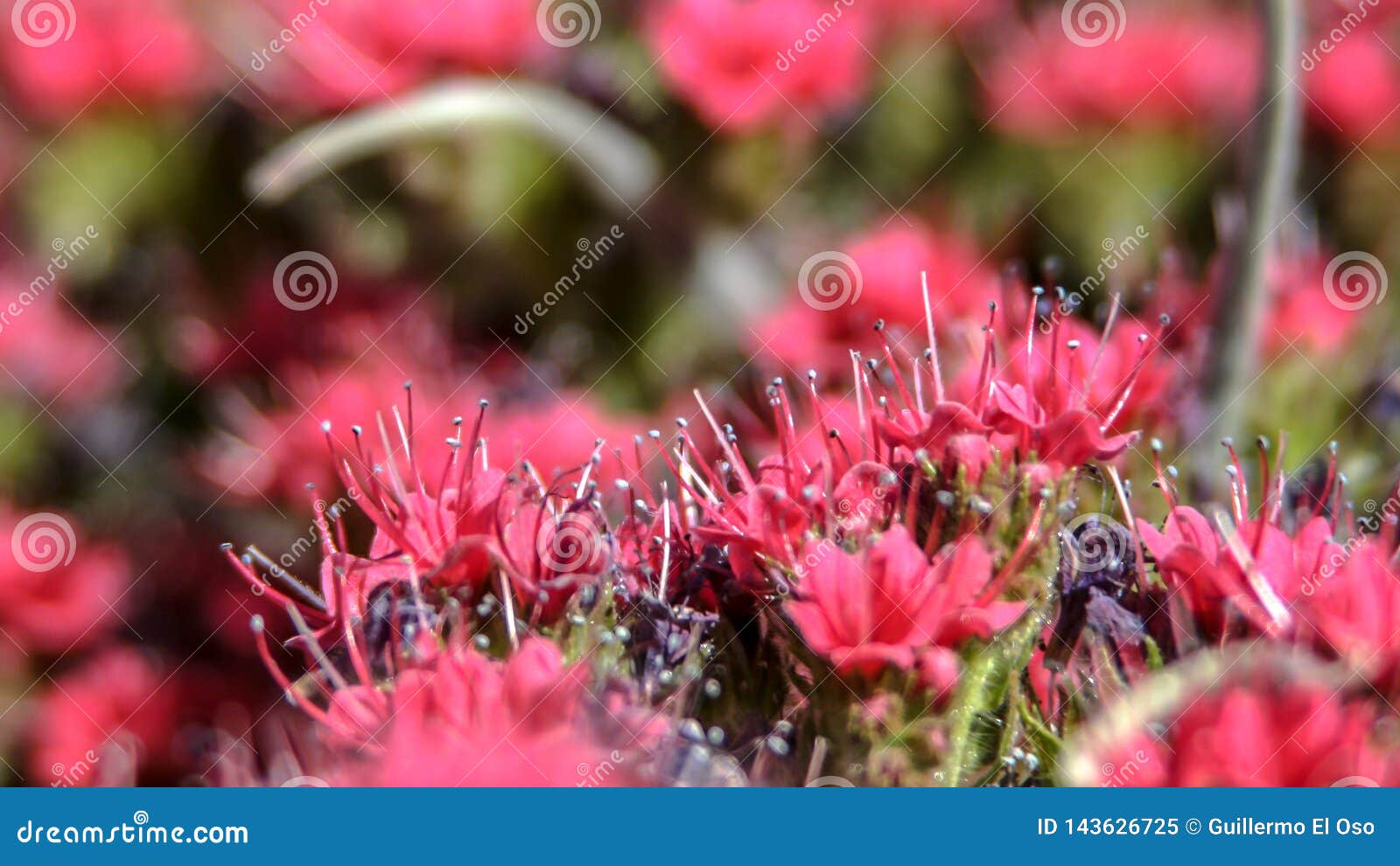 Closeup from a Mount Teide Bugloss Red Torches Stock Image - Image of ...
