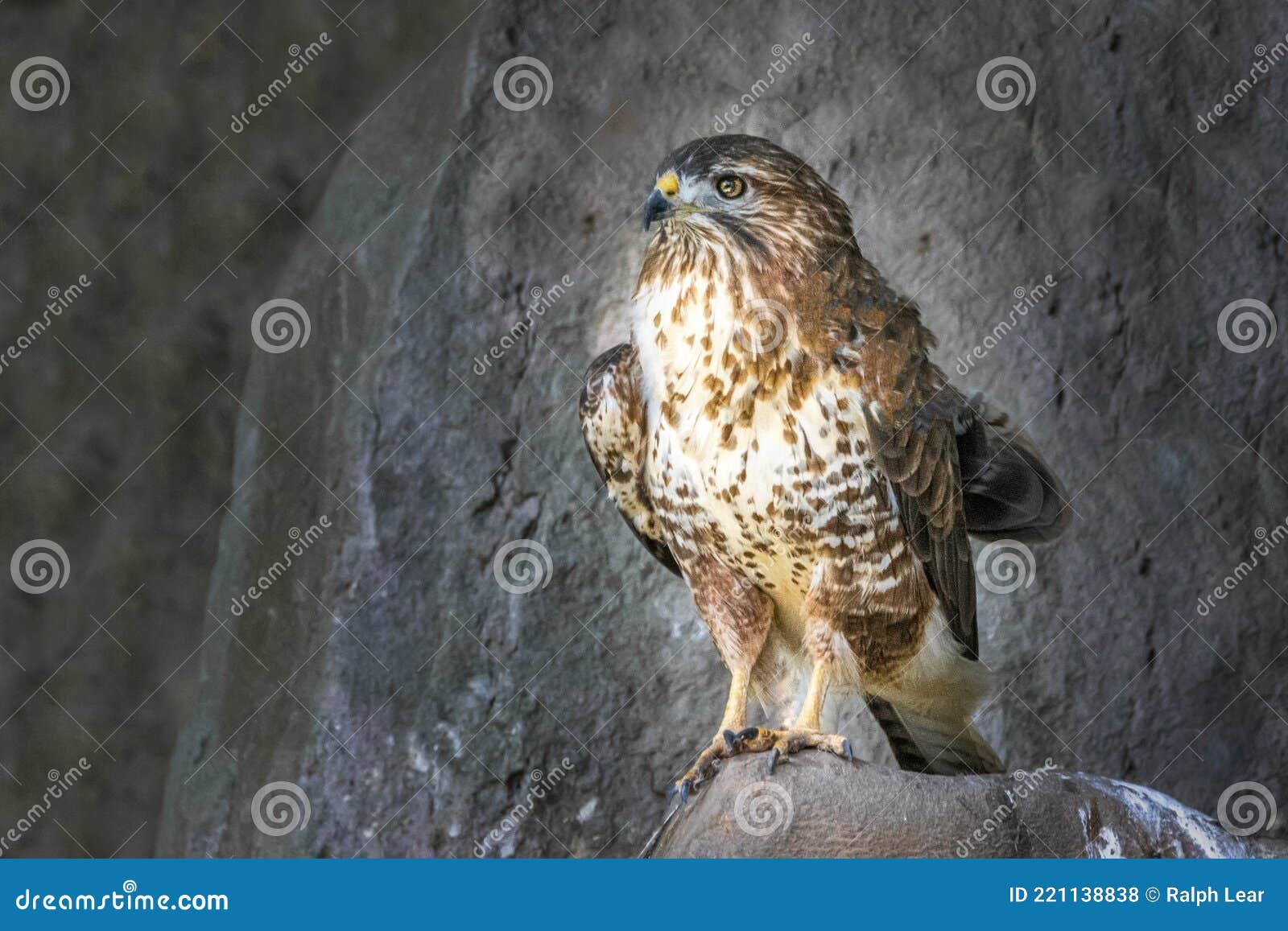 Closeup of a mouse buzzard stock photo. Image of buzzard - 221138838