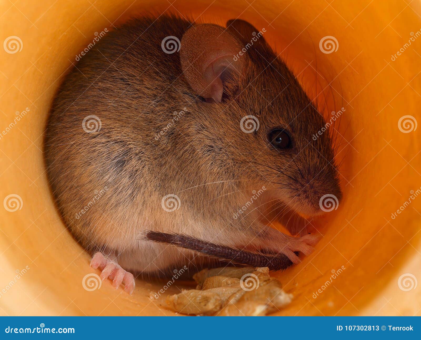 Closeup Mouse Gnaws Wire In An Apartment House On The Background Of The ...