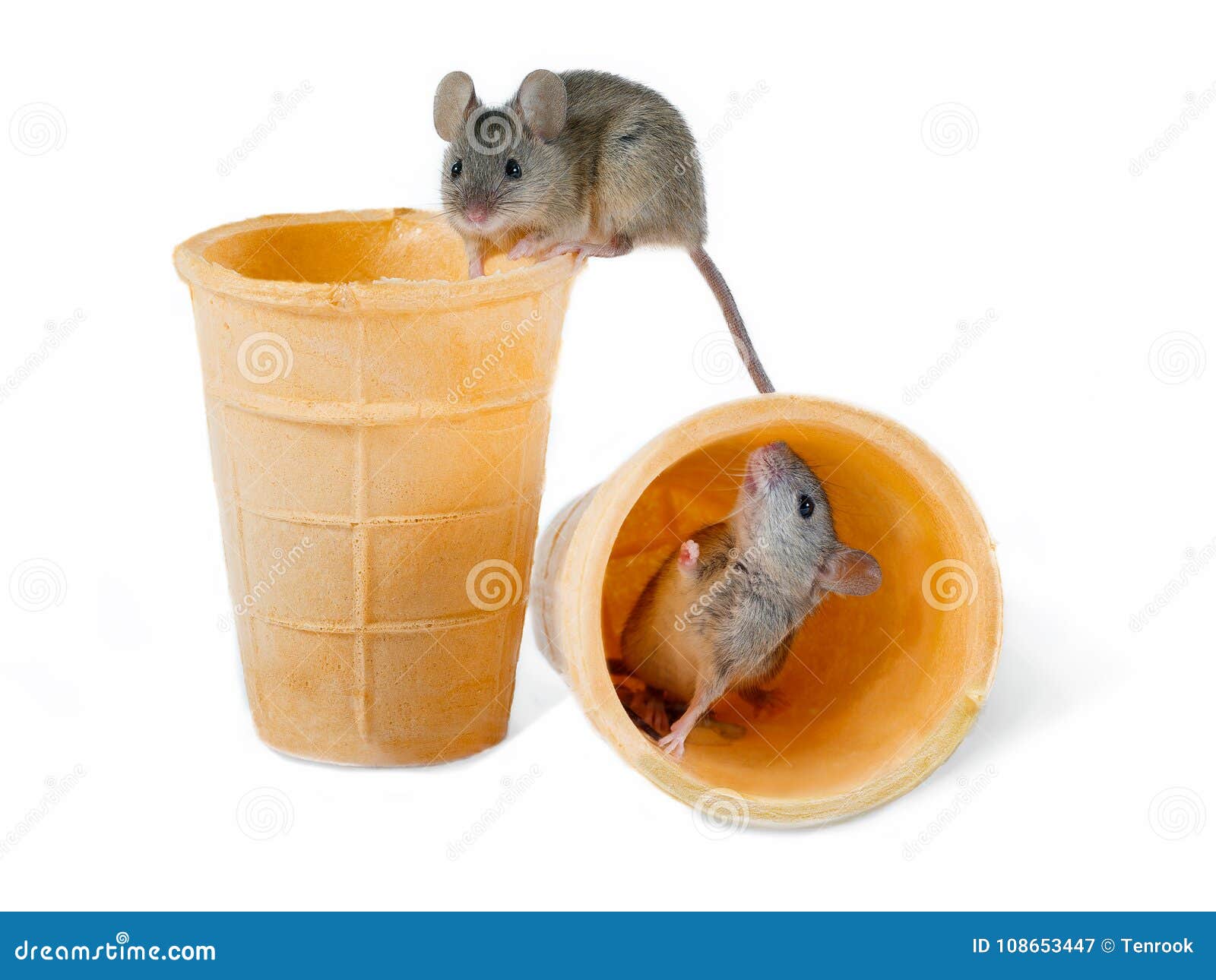 Closeup the Mouse Sits on Top of Empty Wafer Cone and Second Mouse ...