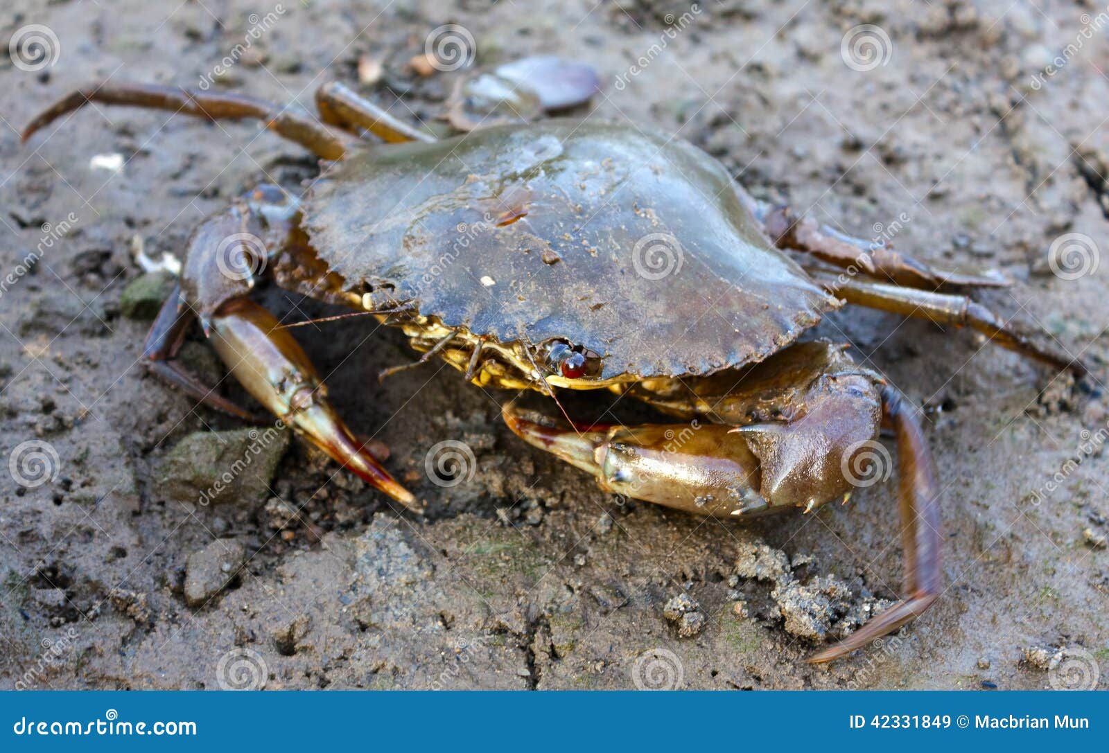 Closeup of a mud crab stock image. Image of colorful - 42331849