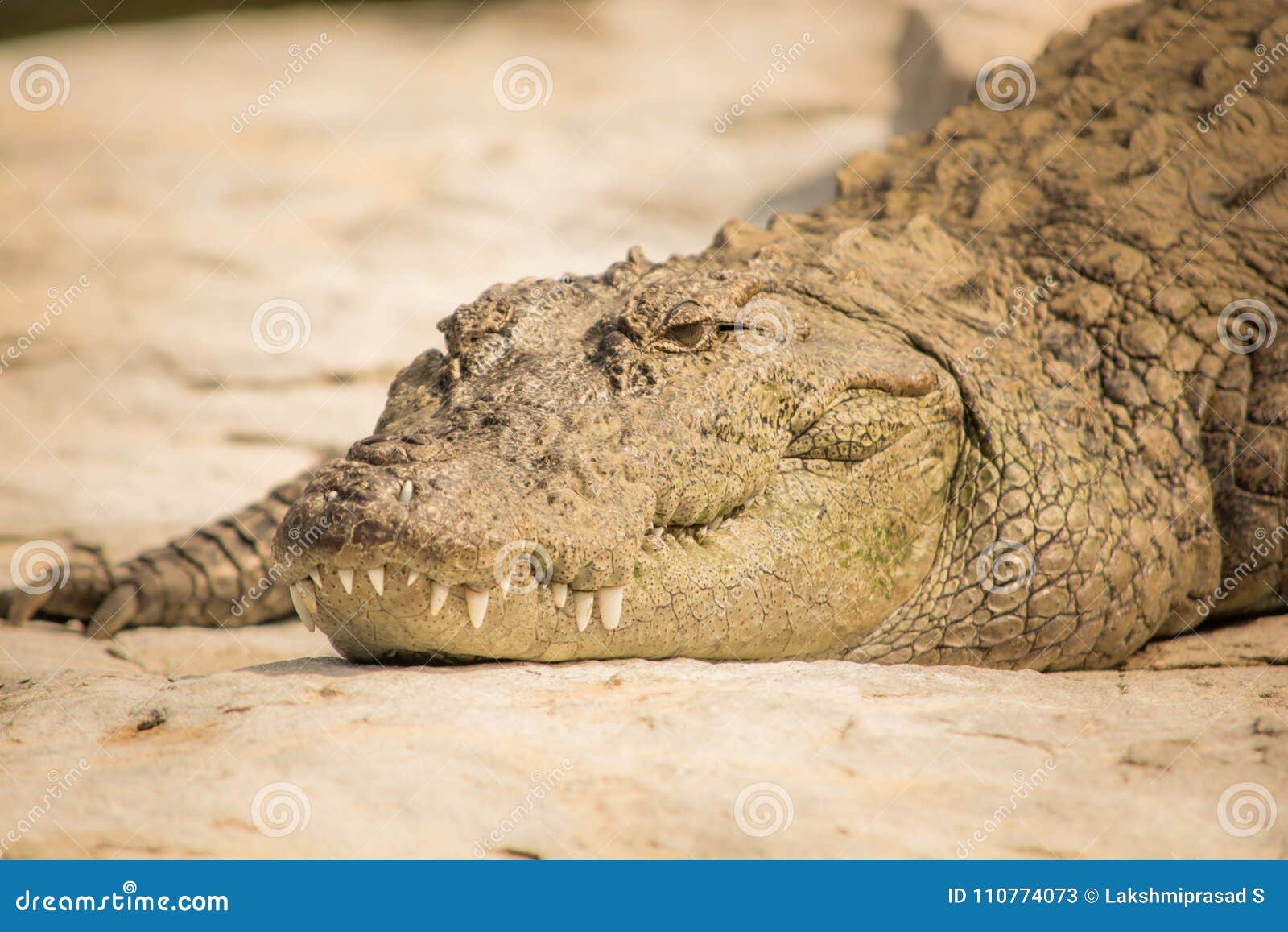 Closeup Mugger Crocodile Sleeping on Rock in Ranganathittu Bird ...