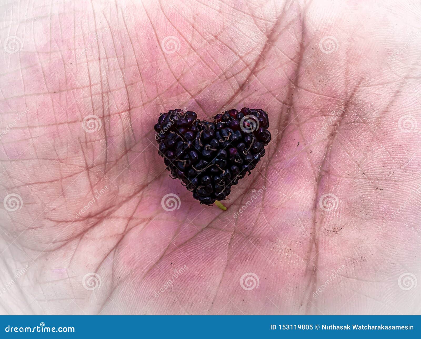 Closeup Mulberry Fruit of Heart Shape Stock Image - Image of macro ...