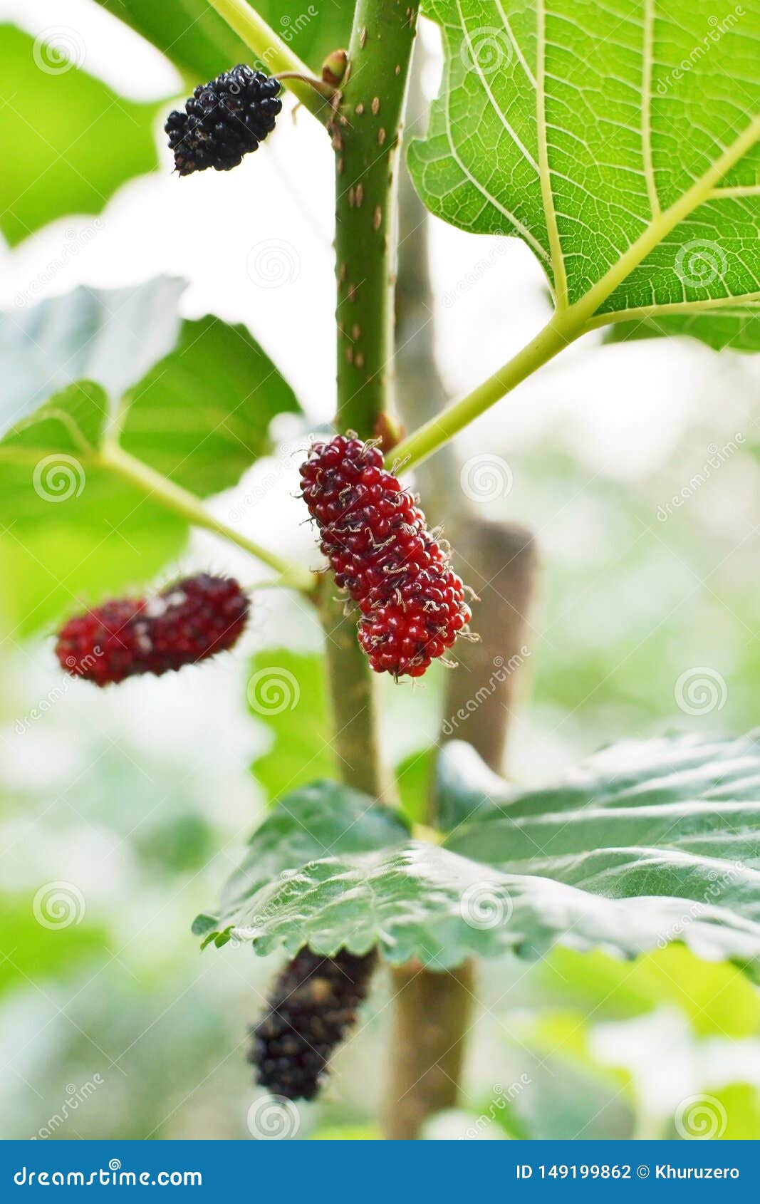 Closeup of Mulberry on the Tree Stock Photo - Image of flora, mulberry ...