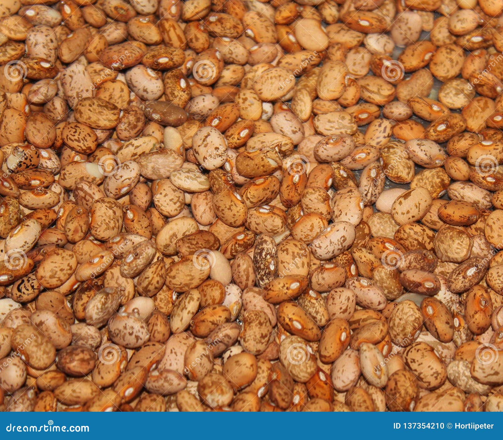 Closeup of Multicolor Beans in Water Texture Stock Photo - Image of ...