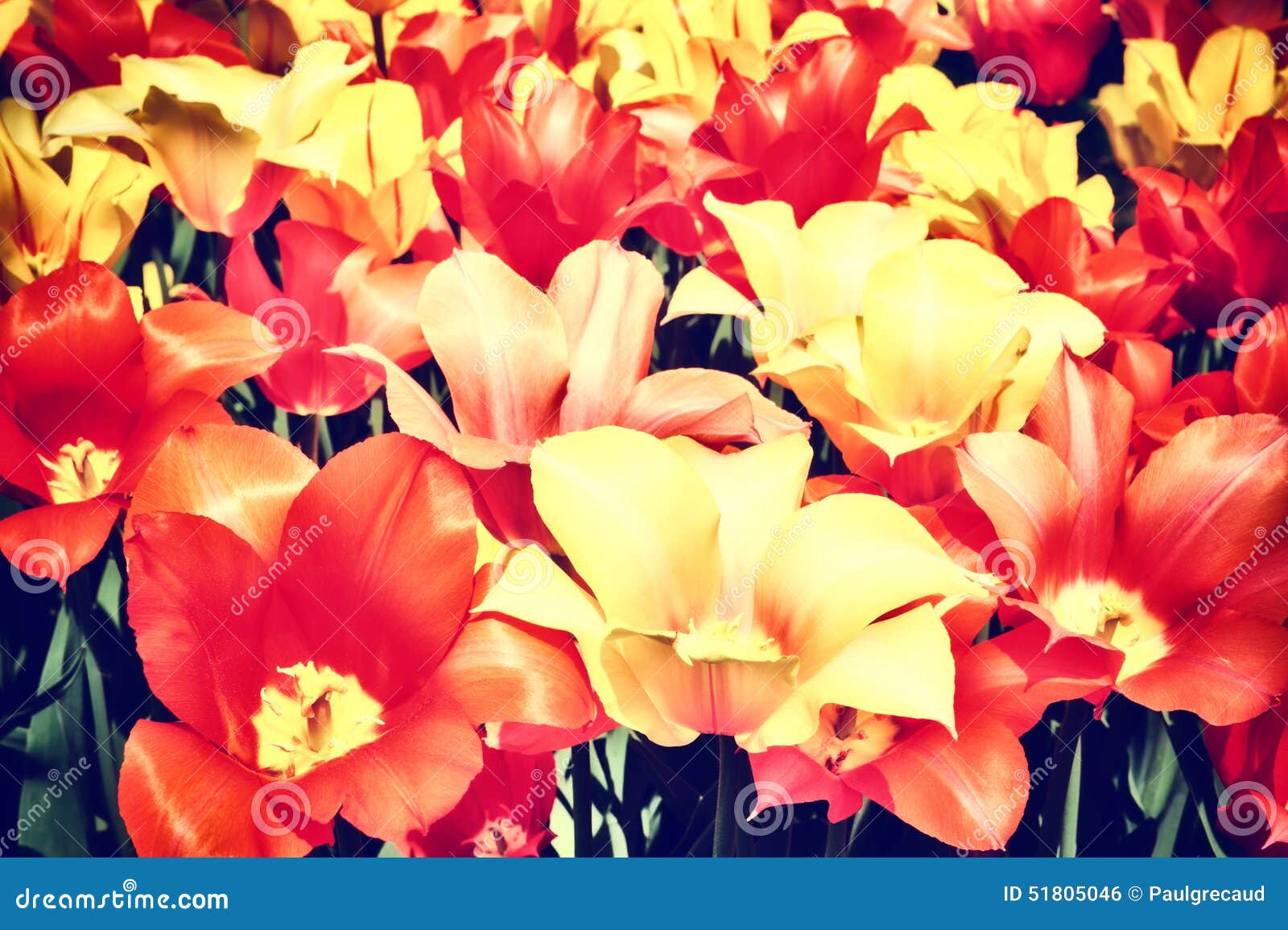 Closeup of Multicolor Tulips Stock Photo - Image of growth, detail ...