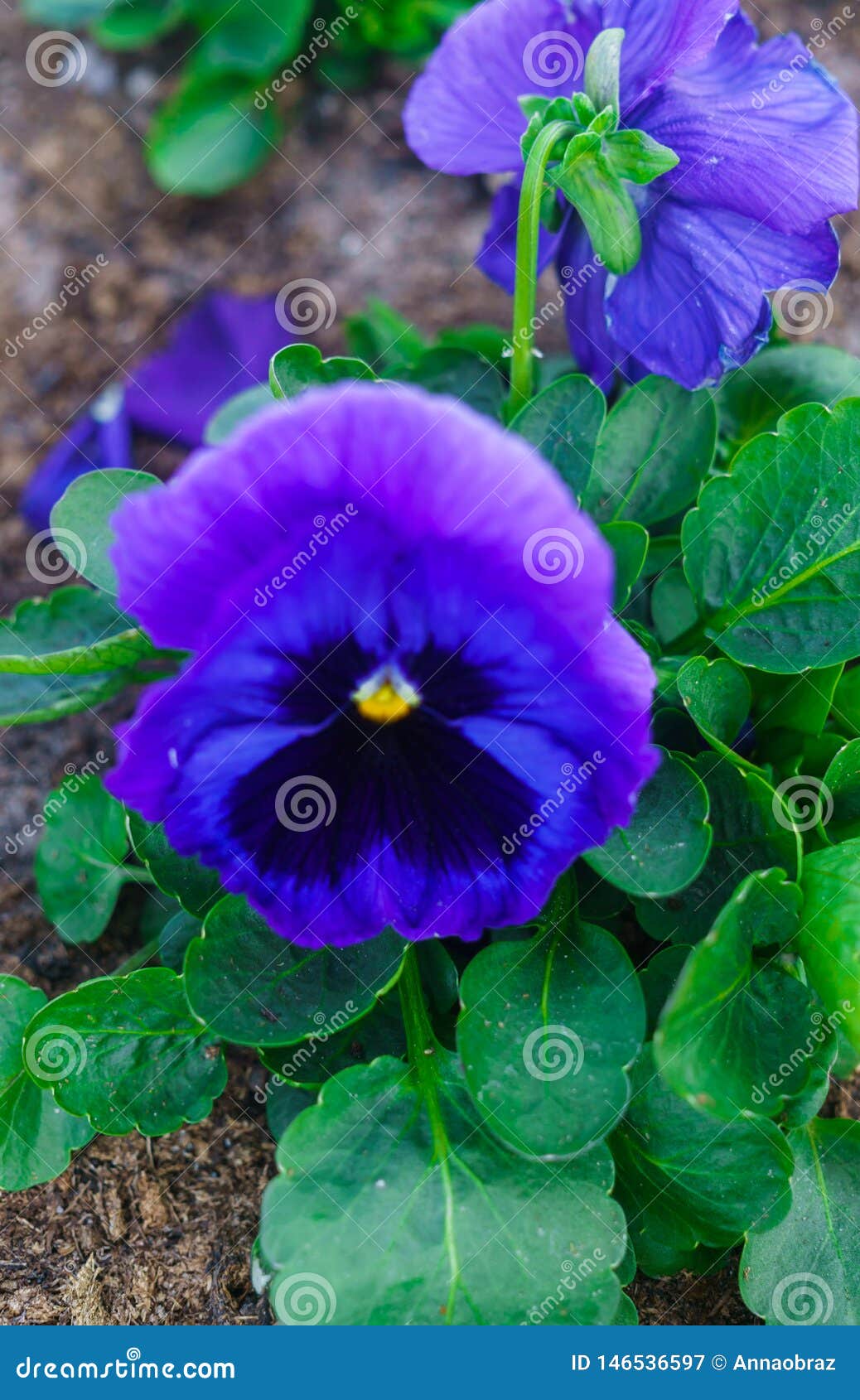 Closeup of Multicolored Gently Blue Flowers of Pansies Stock Image ...