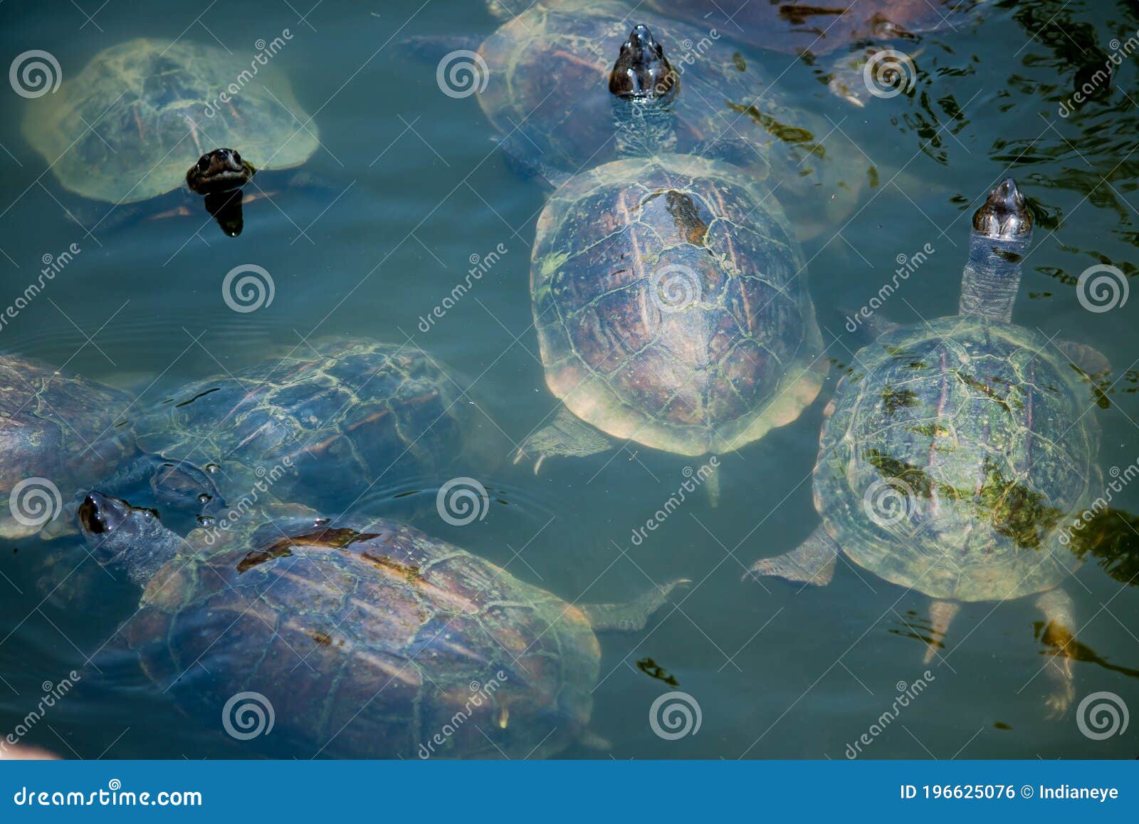 Floating Tortoise in a Pond Stock Photo - Image of wild, aquatic: 196625076