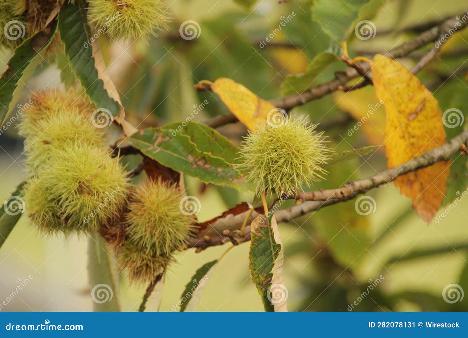 Closeup of Multiple Spikey-textured Nuts Hanging from a Tree Branch ...