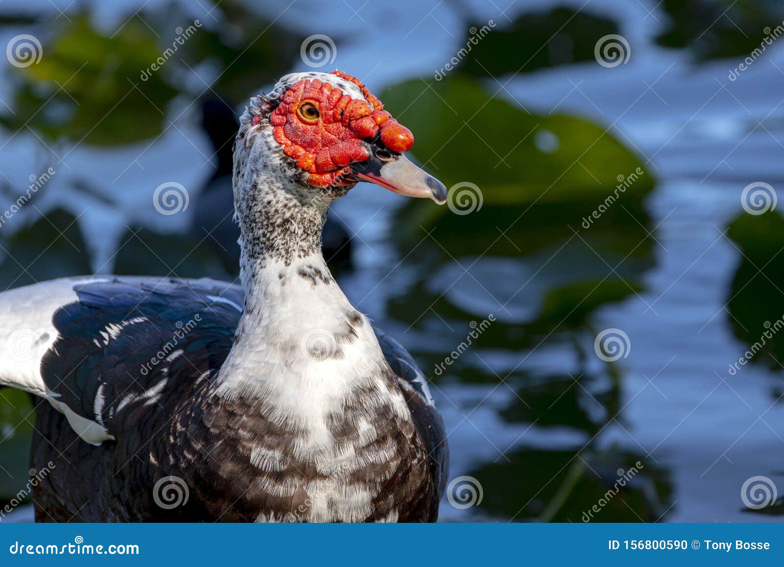 Muscovy Duck Closeup stock photo. Image of plumage, outdoors - 156800590
