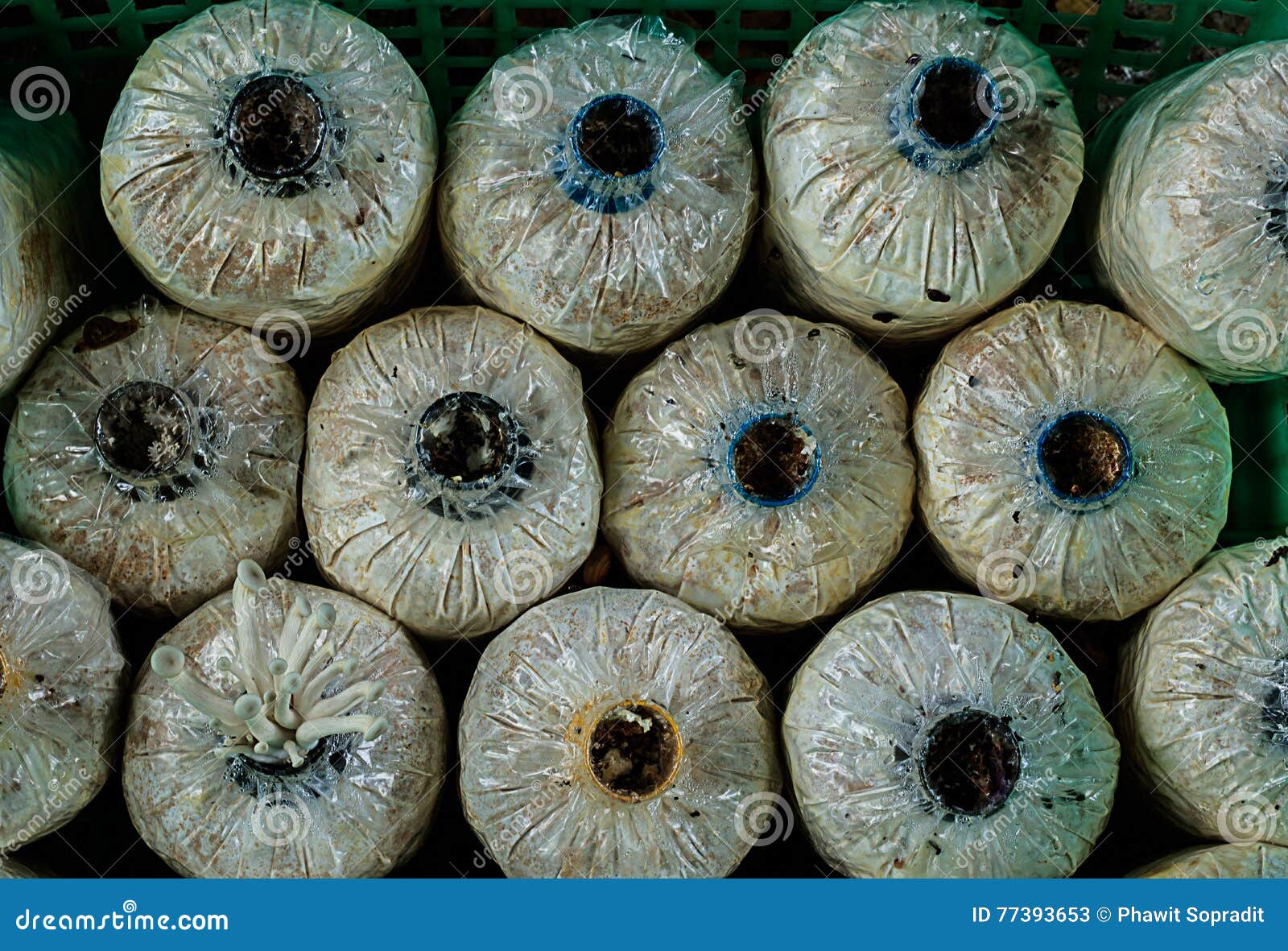 Closeup mushroom cube stock image. Image of farm, closeup - 77393653