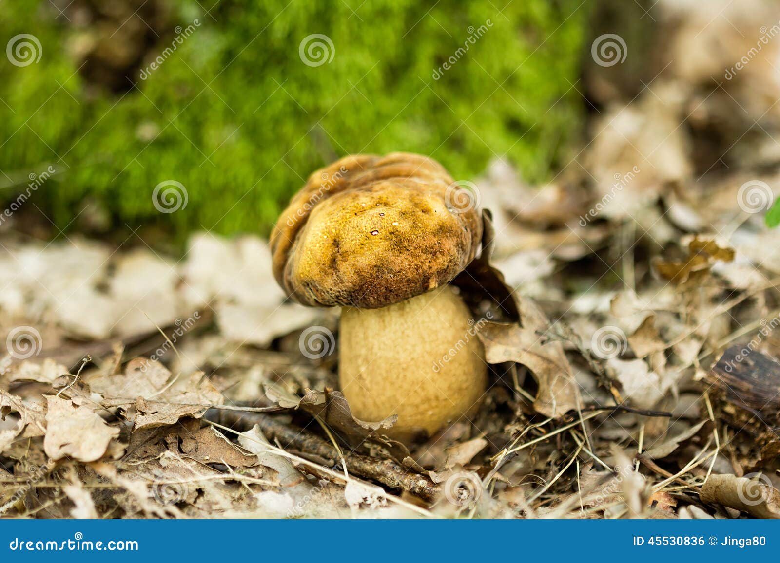 Closeup Of Mushroom Crepidotus Versutus Commonly Known As The Evasive ...