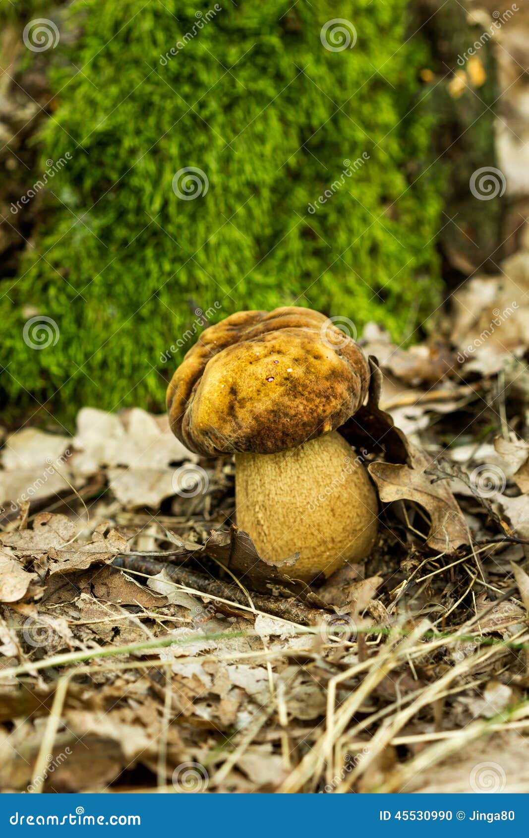 Closeup Of Mushroom Crepidotus Versutus Commonly Known As The Evasive ...
