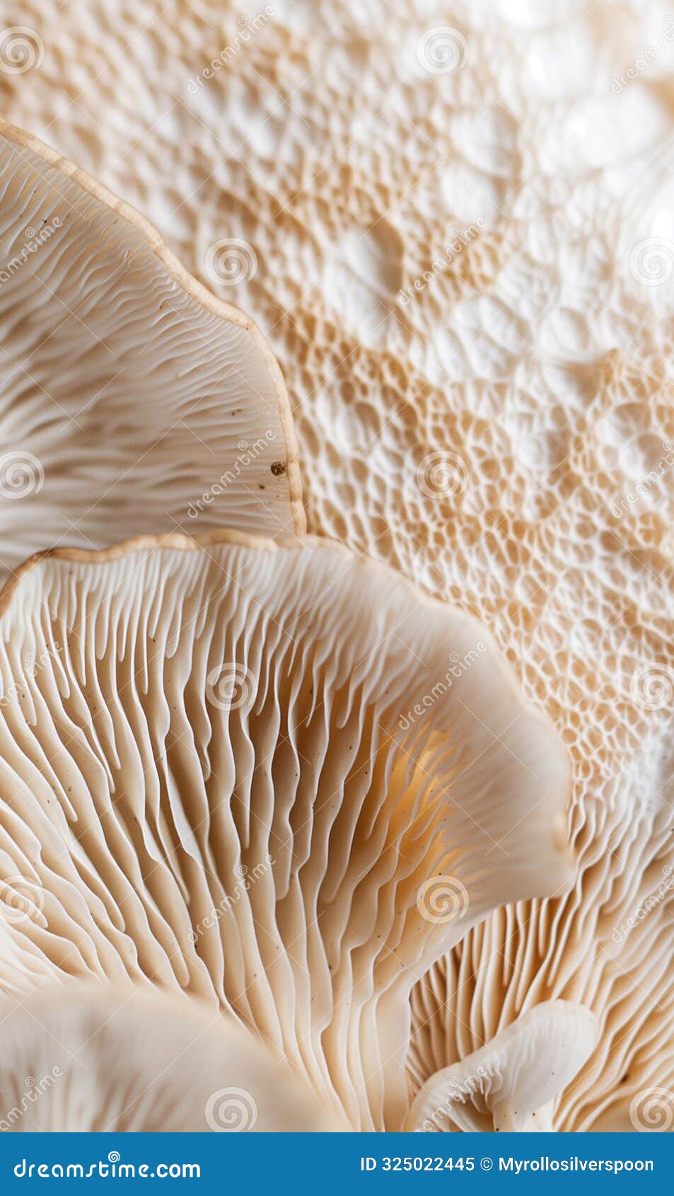 A Closeup of the Mushroom Texture, Showcasing Its Smooth and Slightly ...