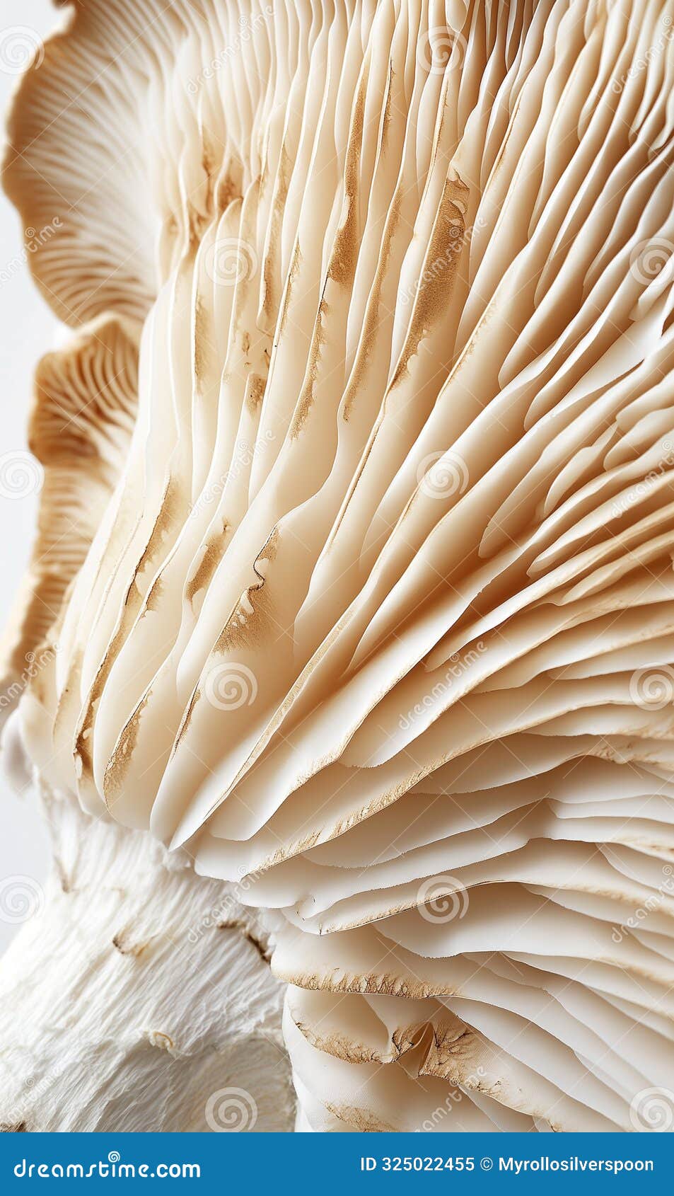 A Closeup of the Mushroom Texture, Showcasing Its Smooth and Slightly ...