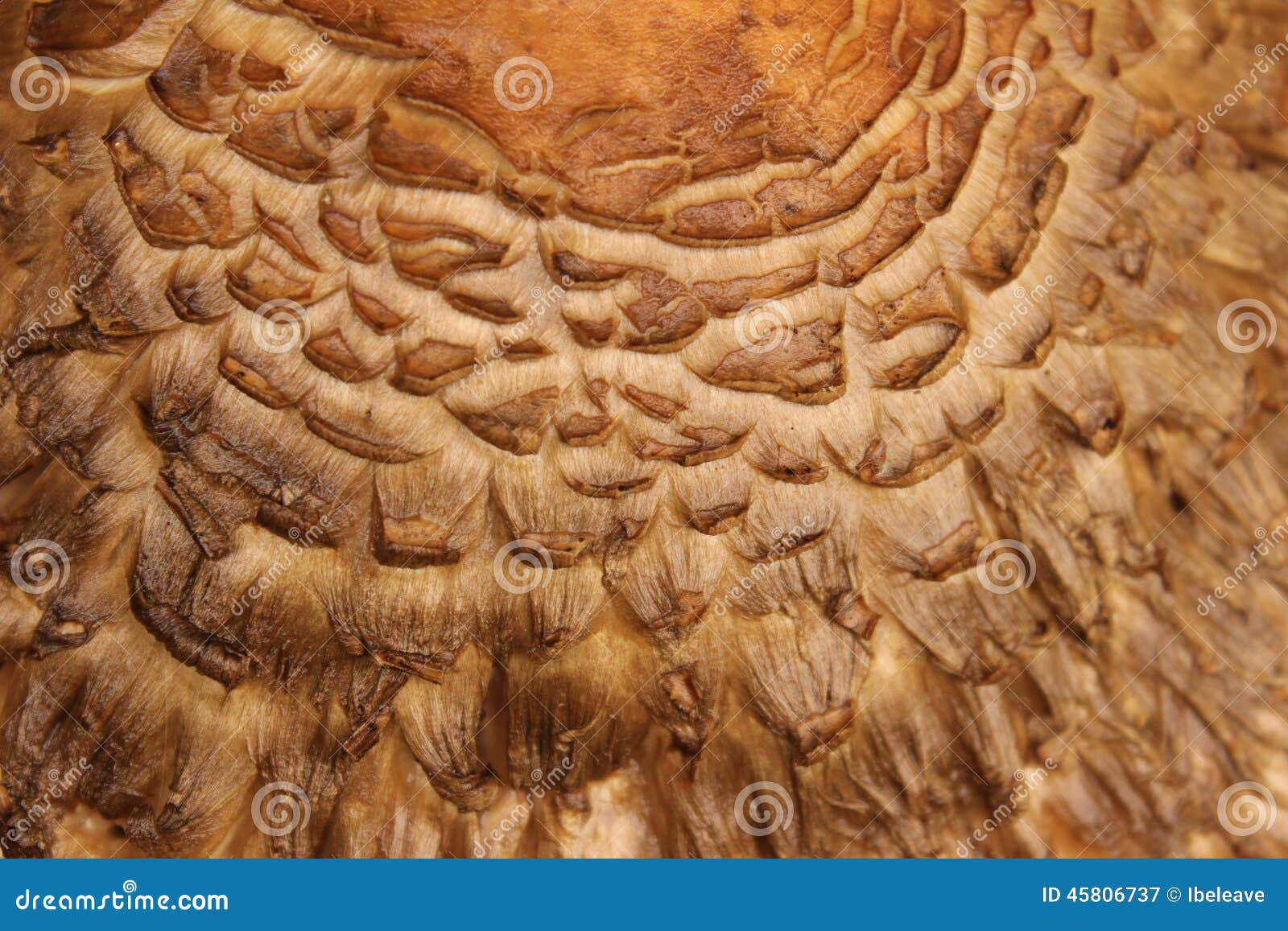 Closeup Mushroom Top Texture Stock Image - Image of parasol, fungus ...