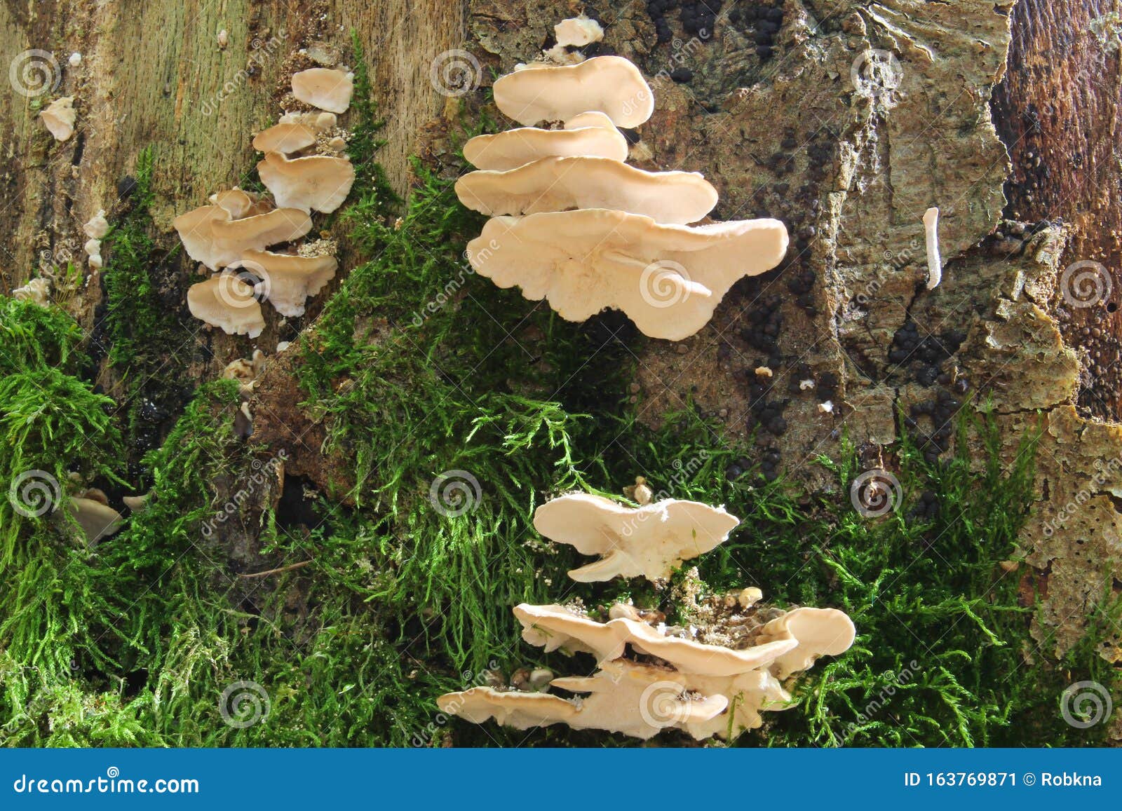 Closeup of Mushrooms on a Tree Trunk Stock Image - Image of fungal ...