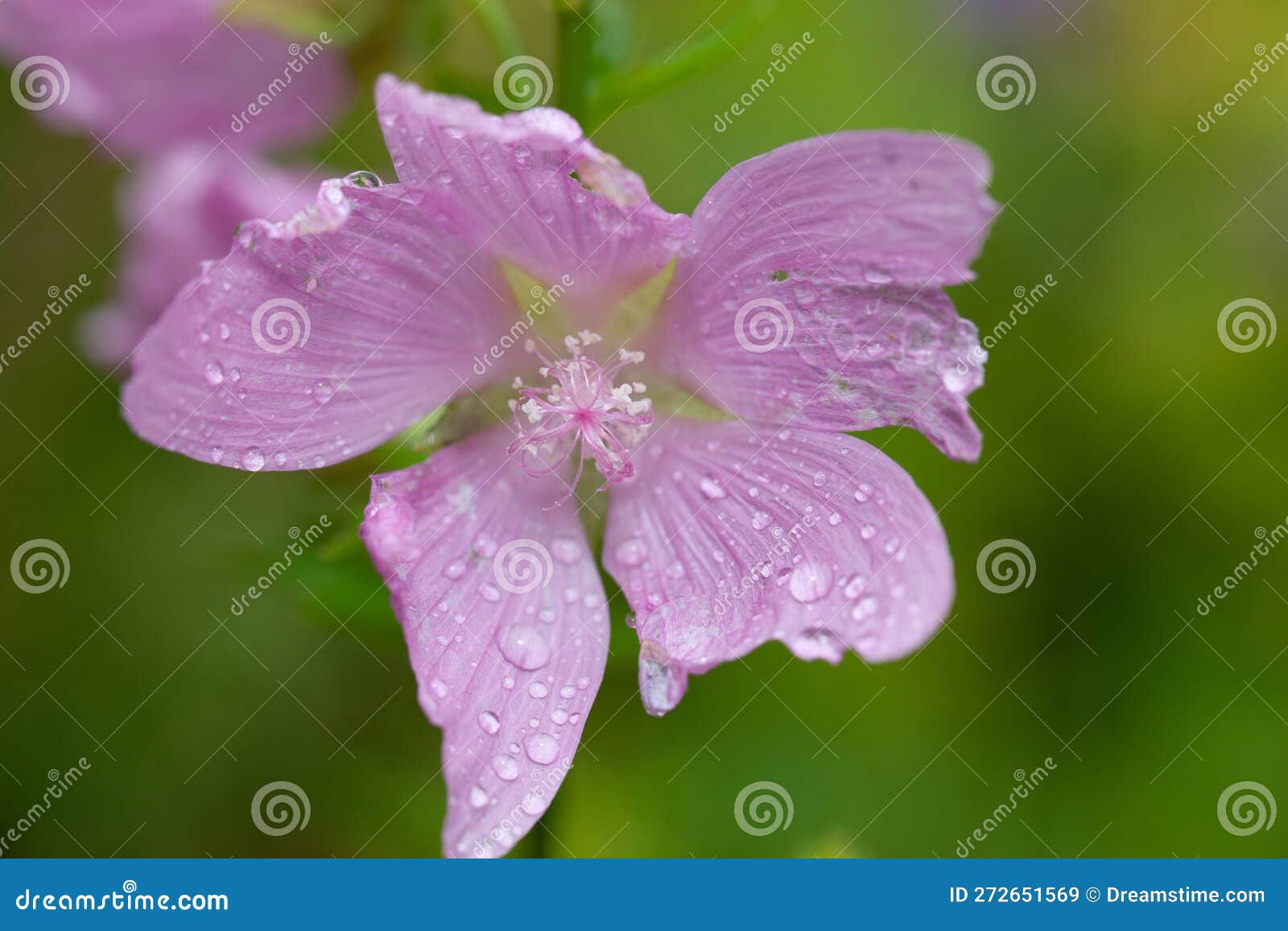 Closeup of Musk Mallows Growing in a Field with a Blurry Background ...