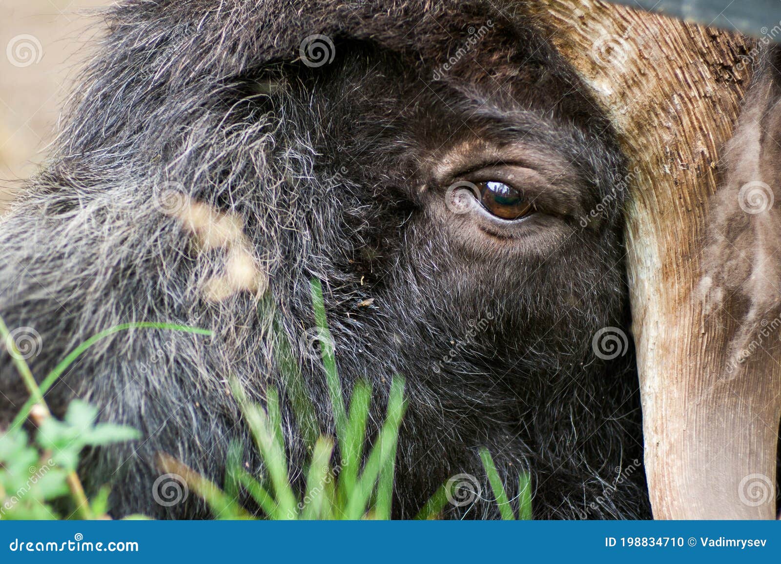 Closeup of a Musk Ox. Closeup of Eye Musk Ox. Stock Photo - Image of ...