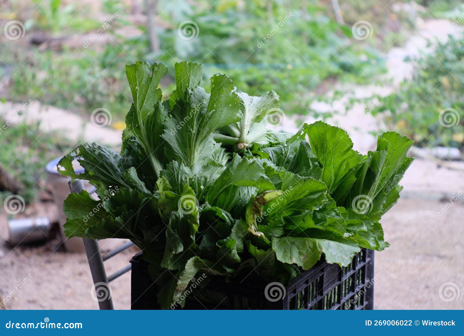 Closeup of Mustard Greens in Box Stock Photo - Image of scenery ...