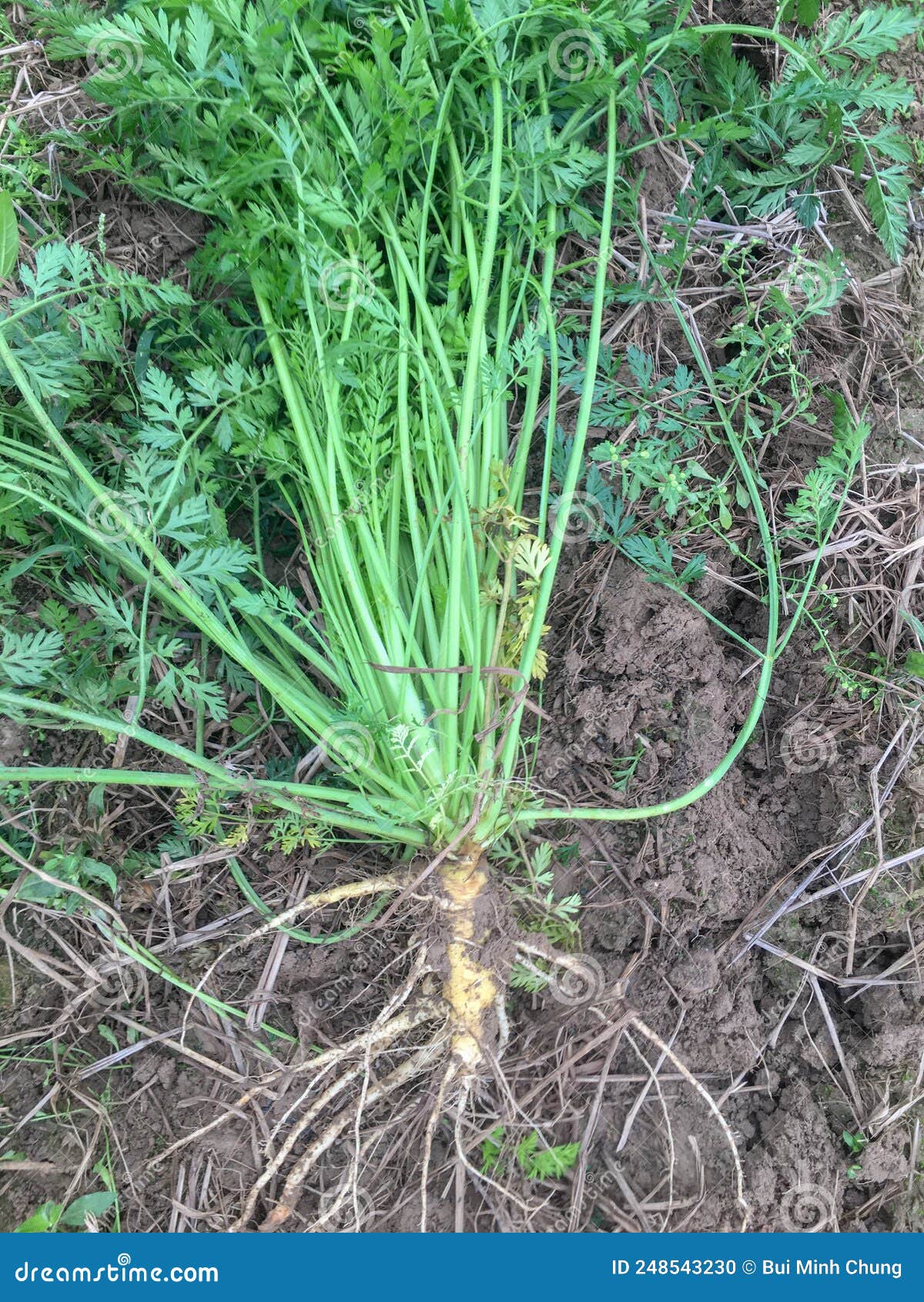 Closeup of the Mutant White Carrot Stock Photo - Image of intertwined ...