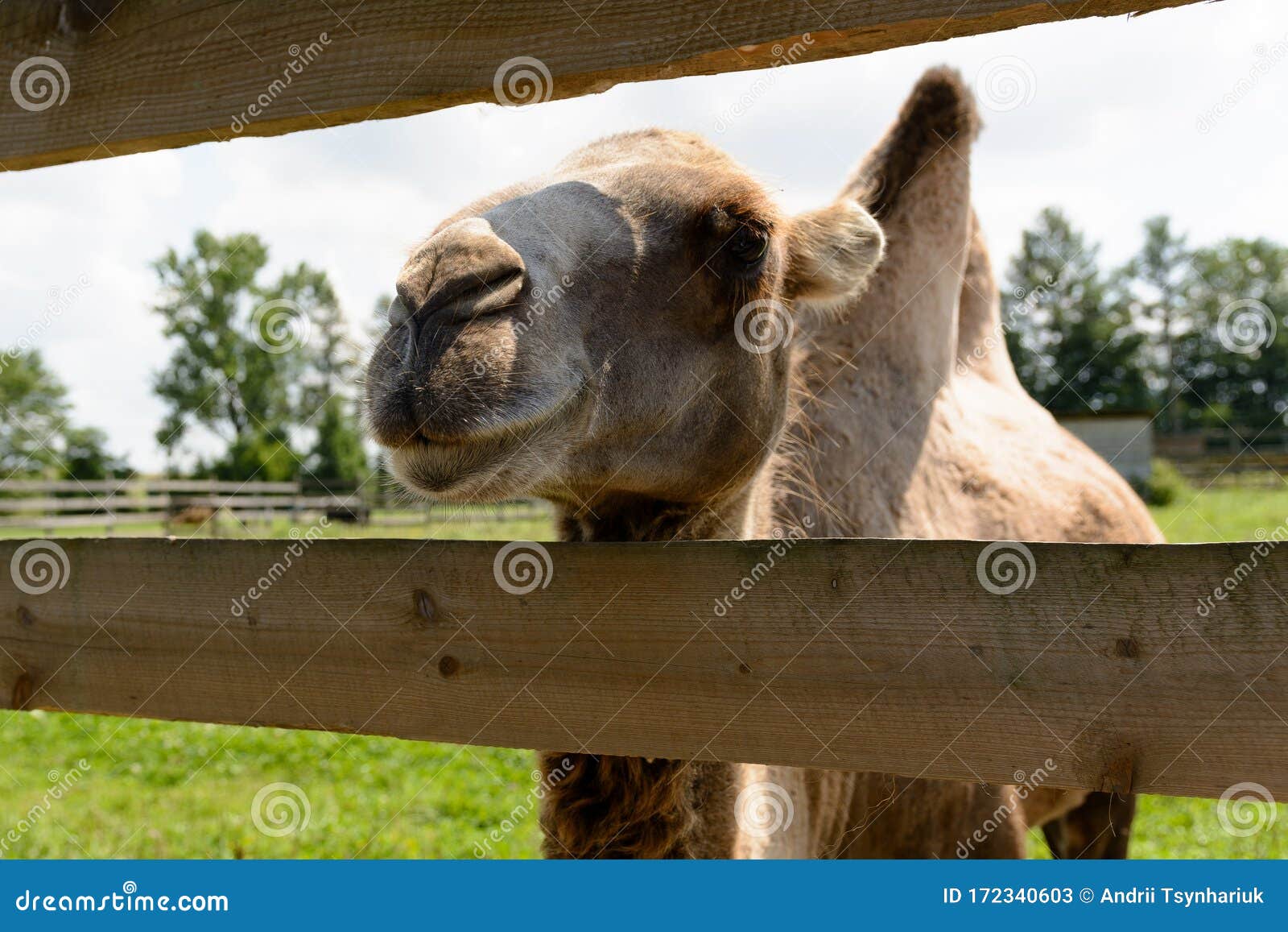 Closeup of a Muzzle of a Brown Two-headed Camel Stock Image - Image of ...