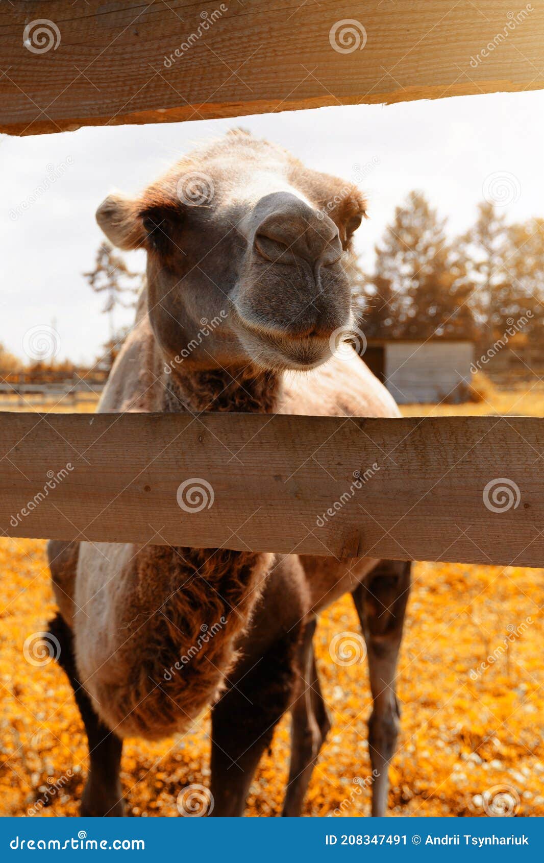 Closeup of a Muzzle of a Brown Two-headed Camel Stock Image - Image of ...