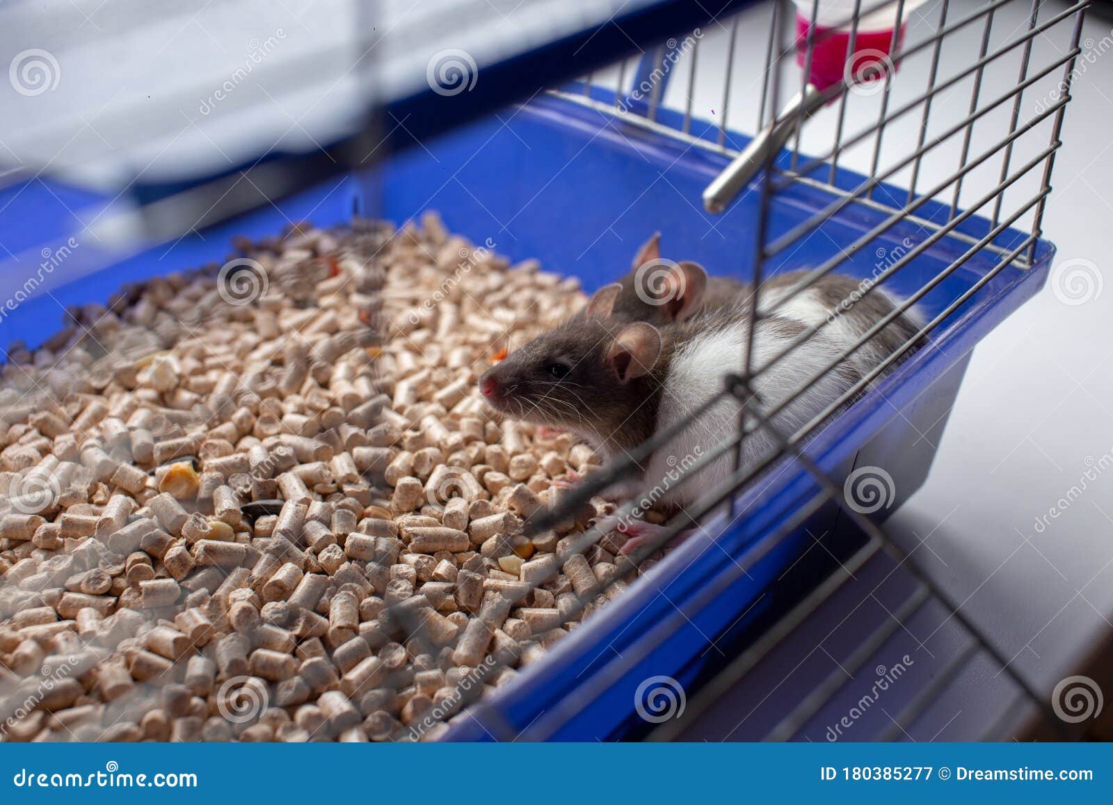 Closeup of the Muzzle of a Rat in a Cage. Rats in the Blue Cage. Stock ...