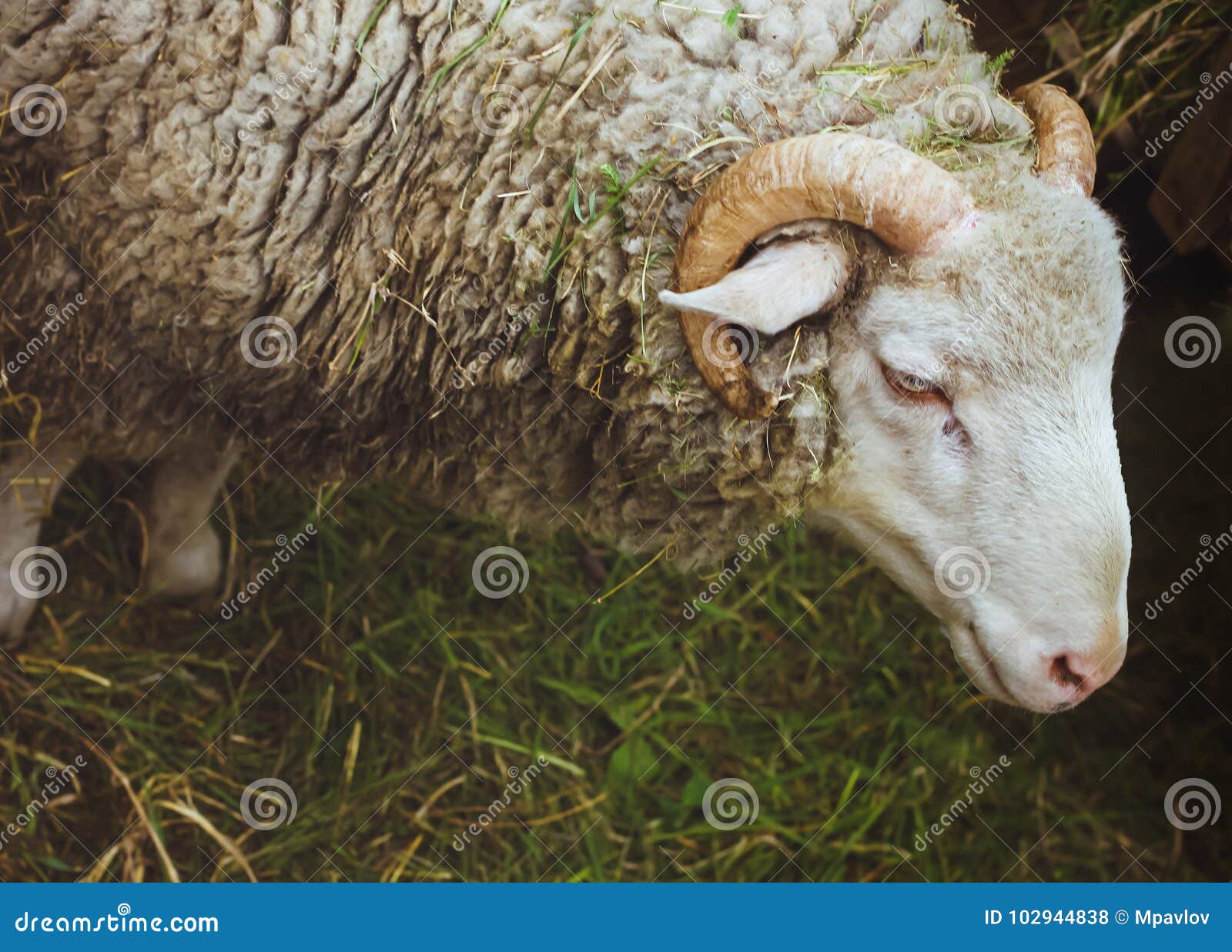 Sad Muzzle Sheep Livestock. Group Wool Agriculture Meadow Animal ...