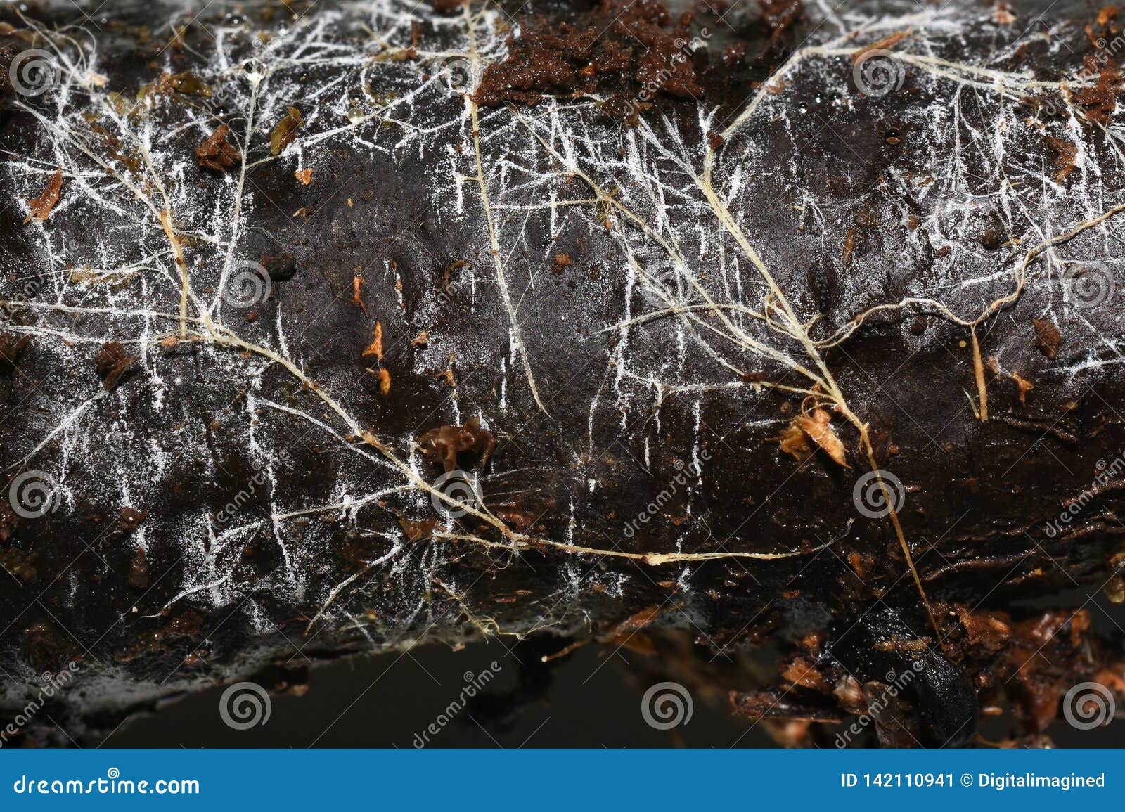 Closeup on Mycelium Hyphae on Trunk Stock Image - Image of ecosystem ...