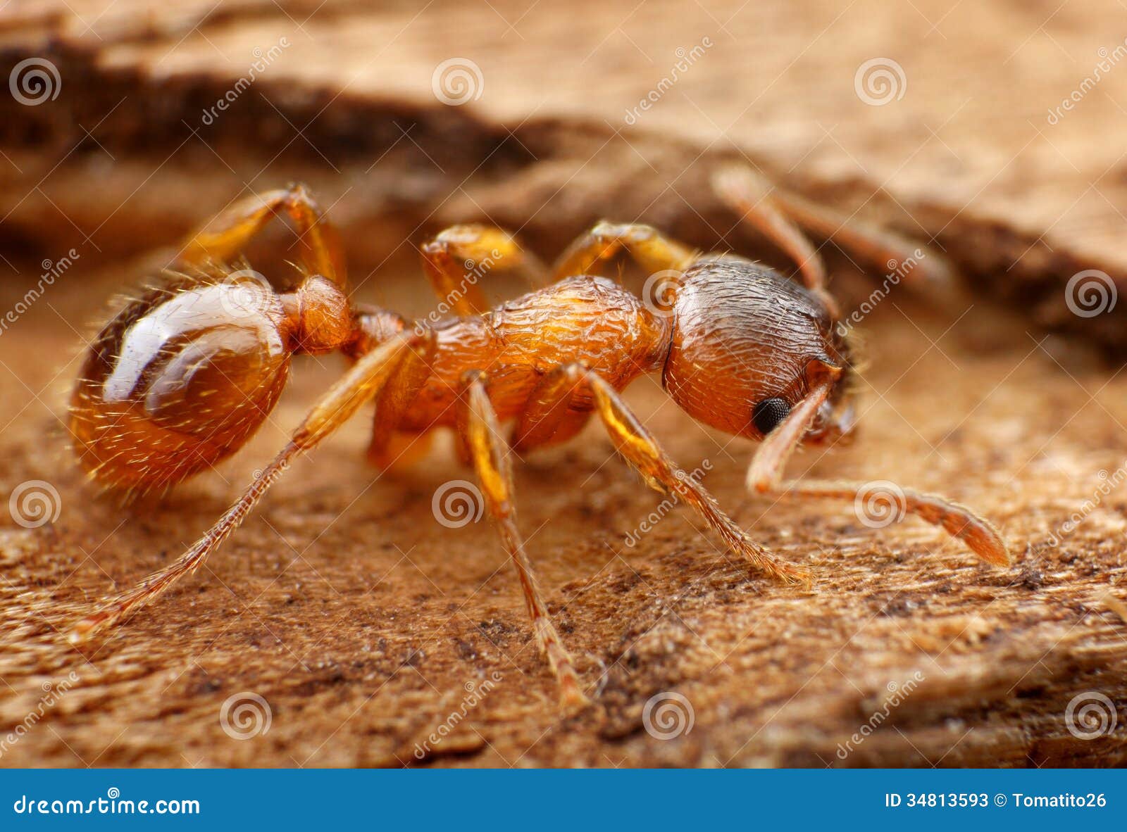 Closeup of myrmica ant stock image. Image of myrmica - 34813593