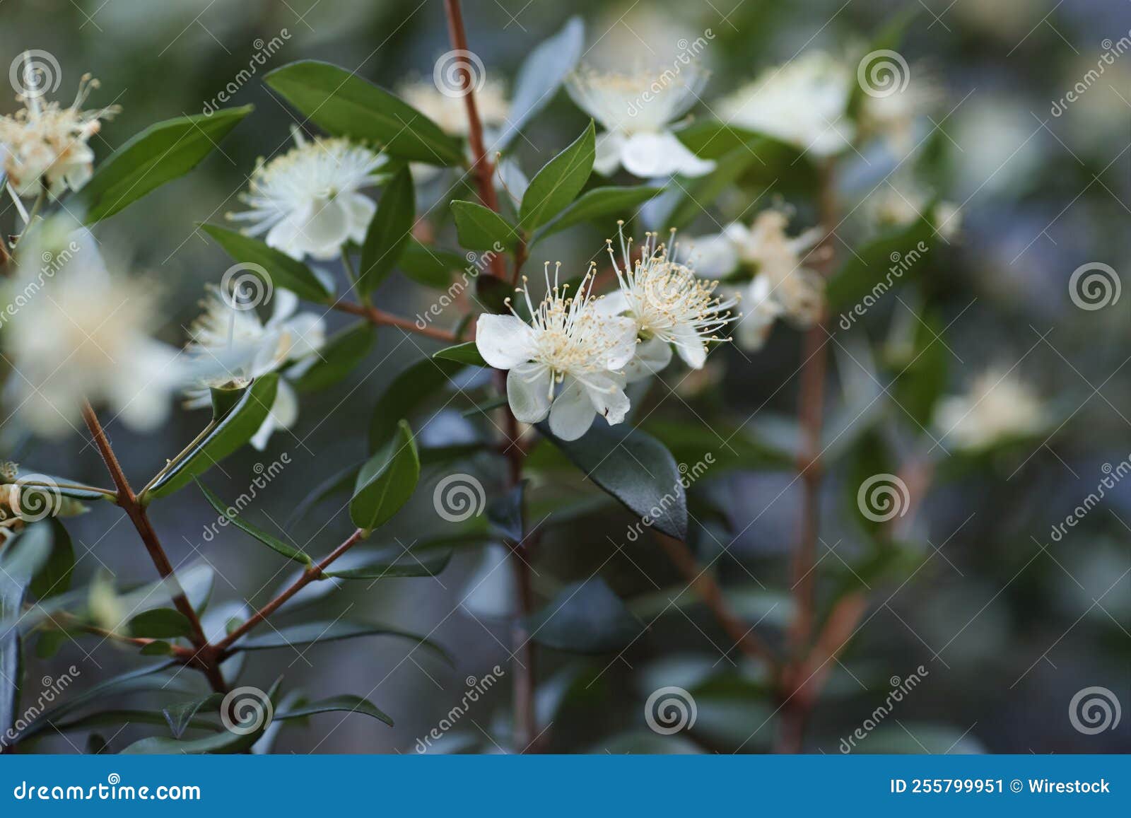 Closeup of Myrtus Communis, the Common Myrtle. Stock Image - Image of ...