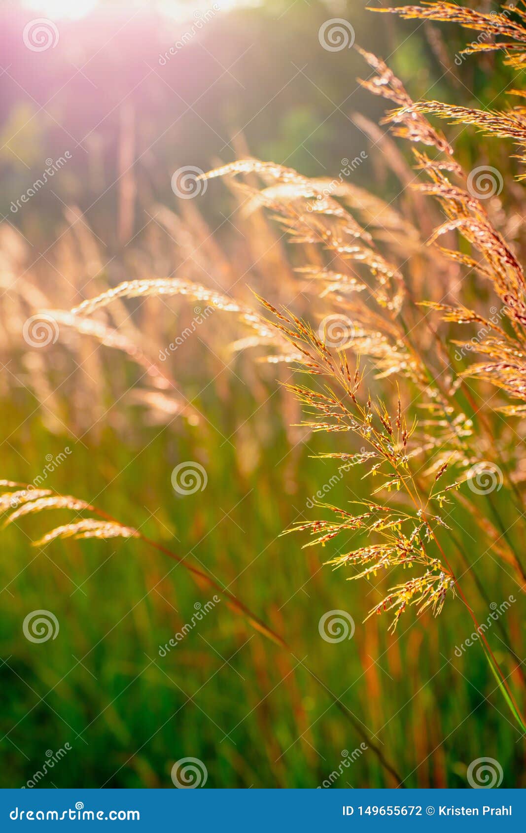 Closeup of Native Prairie Grass at Golden Hour, Vertical Stock Photo ...