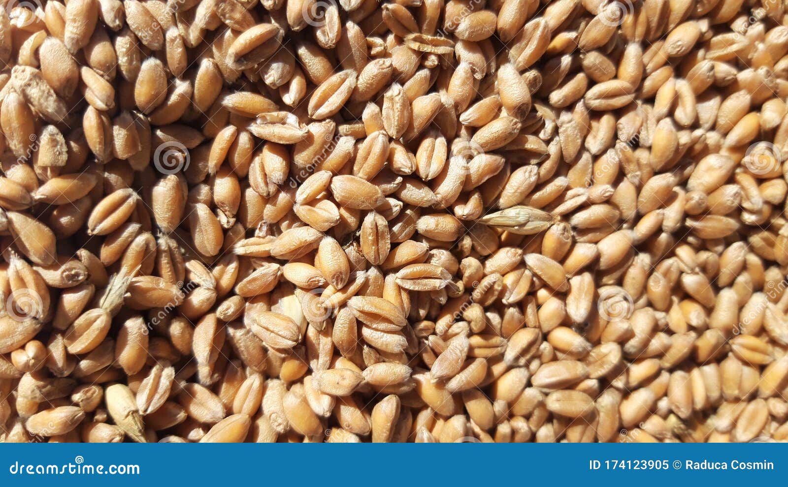 Closeup on Natural Bean Grain Stock Image - Image of webssite, grain ...