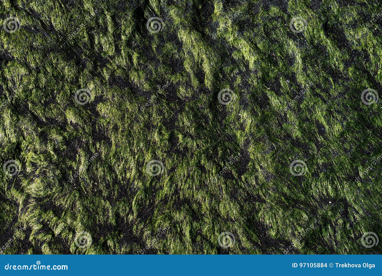 Closeup of a Natural Green Pattern and Texture of Sea Grass on a Stone ...