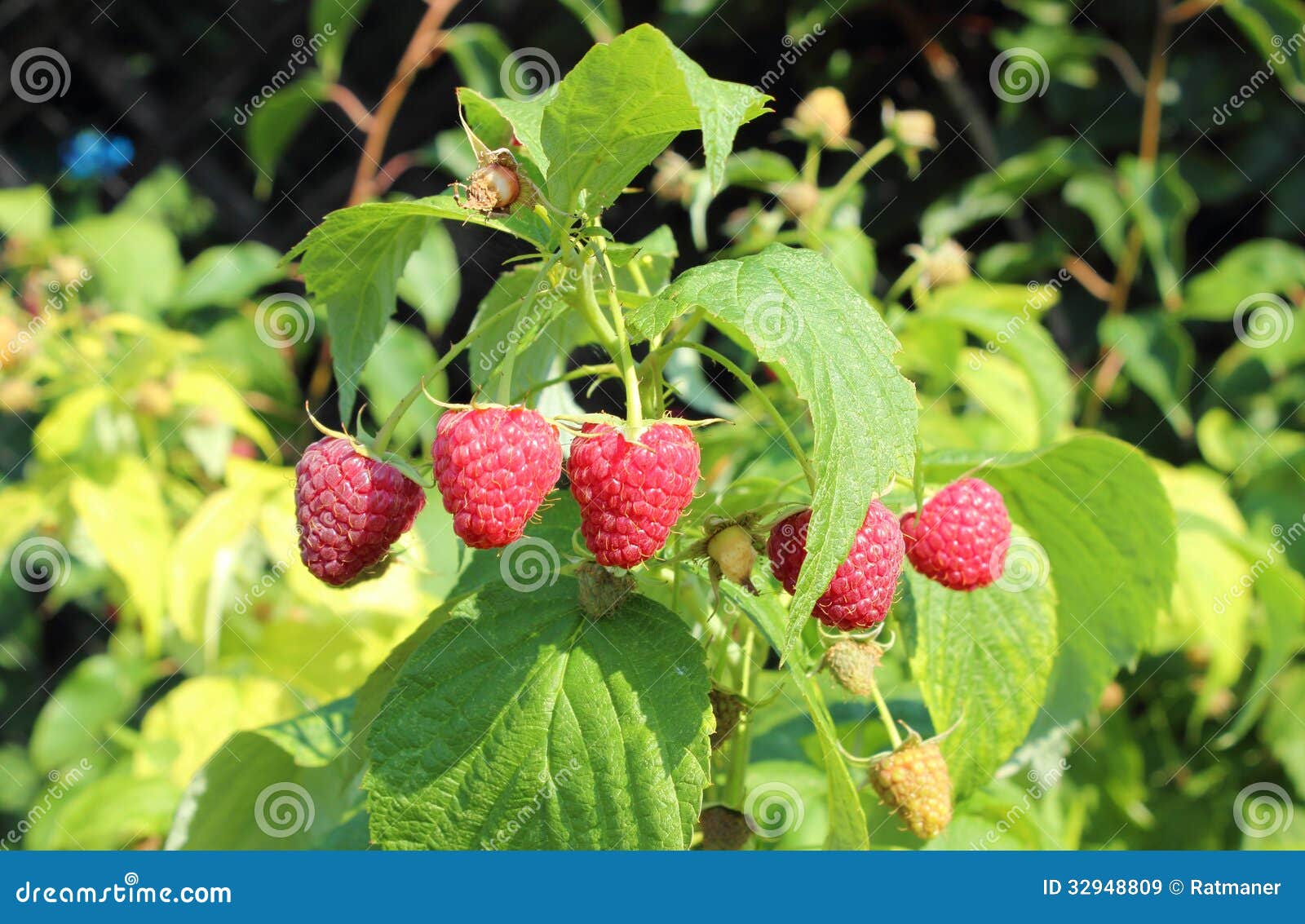 Closeup of the Natural Raspberries Bush in the Garden Stock Image ...