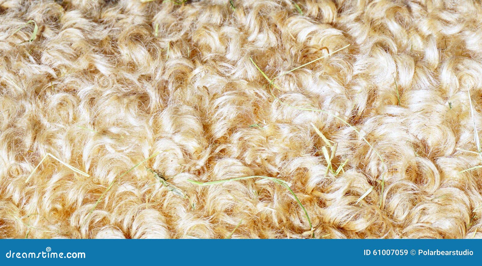 Closeup natural sheep fur stock image. Image of close - 61007059
