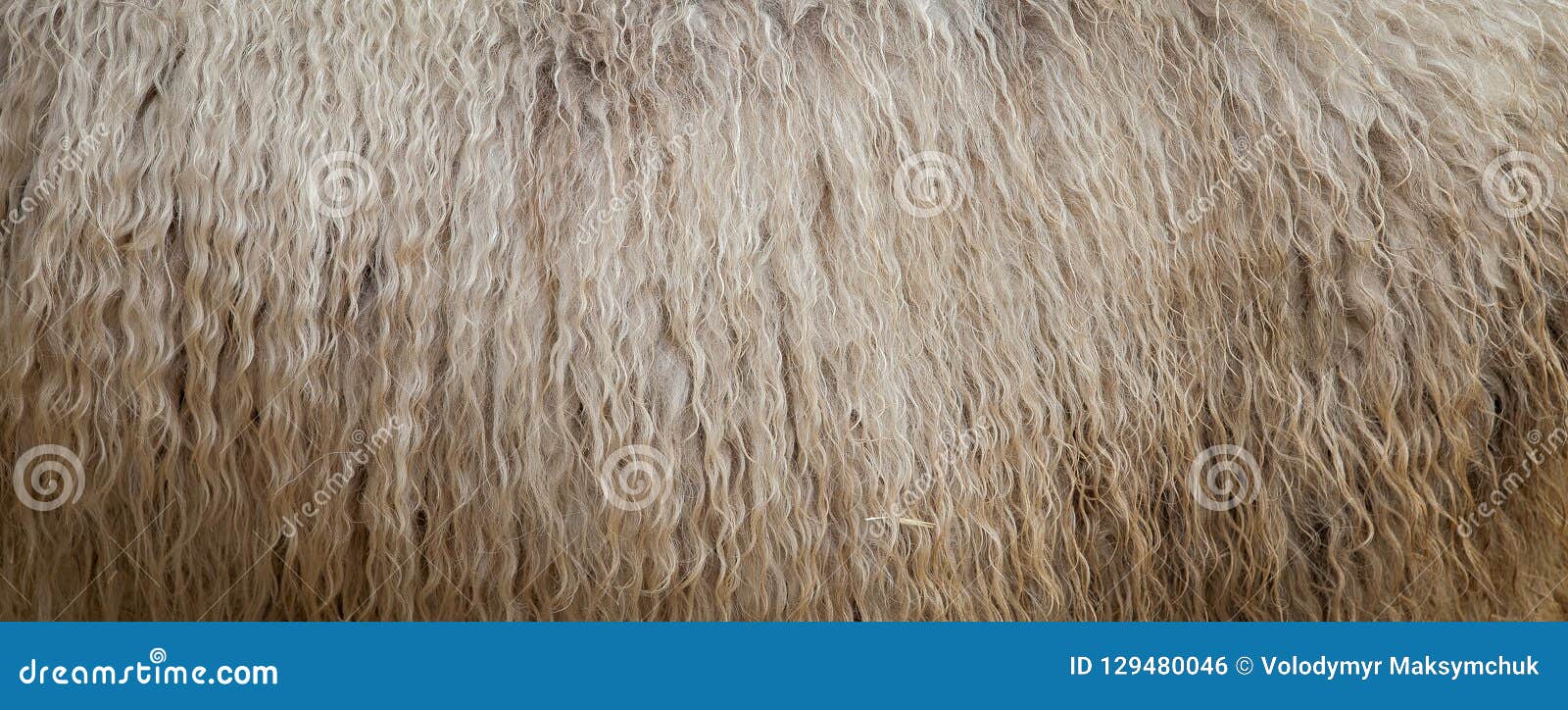 Closeup of Natural Sheep Wool Stock Photo - Image of backdrop, curly ...