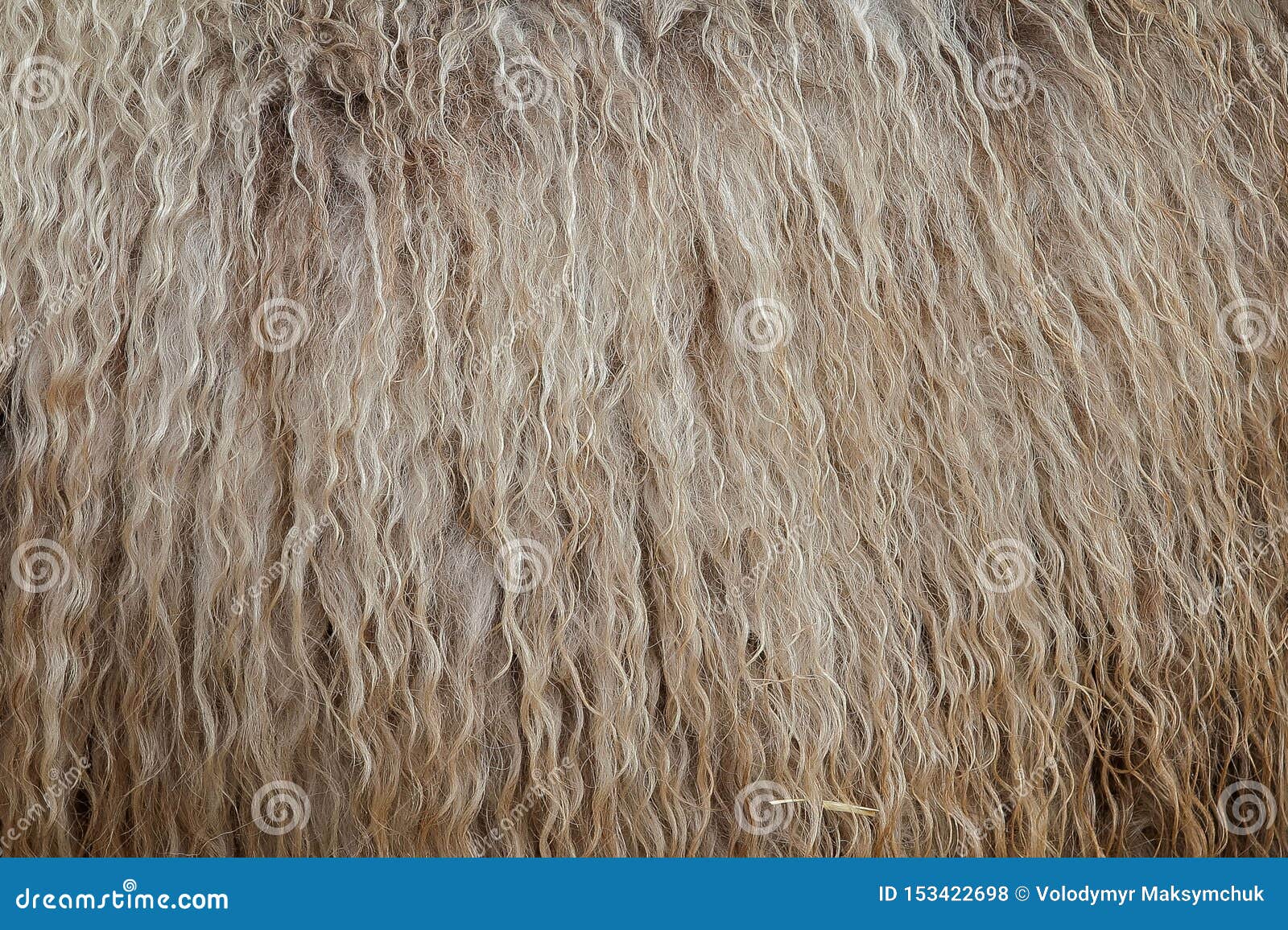Closeup of Natural Sheep Wool Stock Photo - Image of craft, brown ...