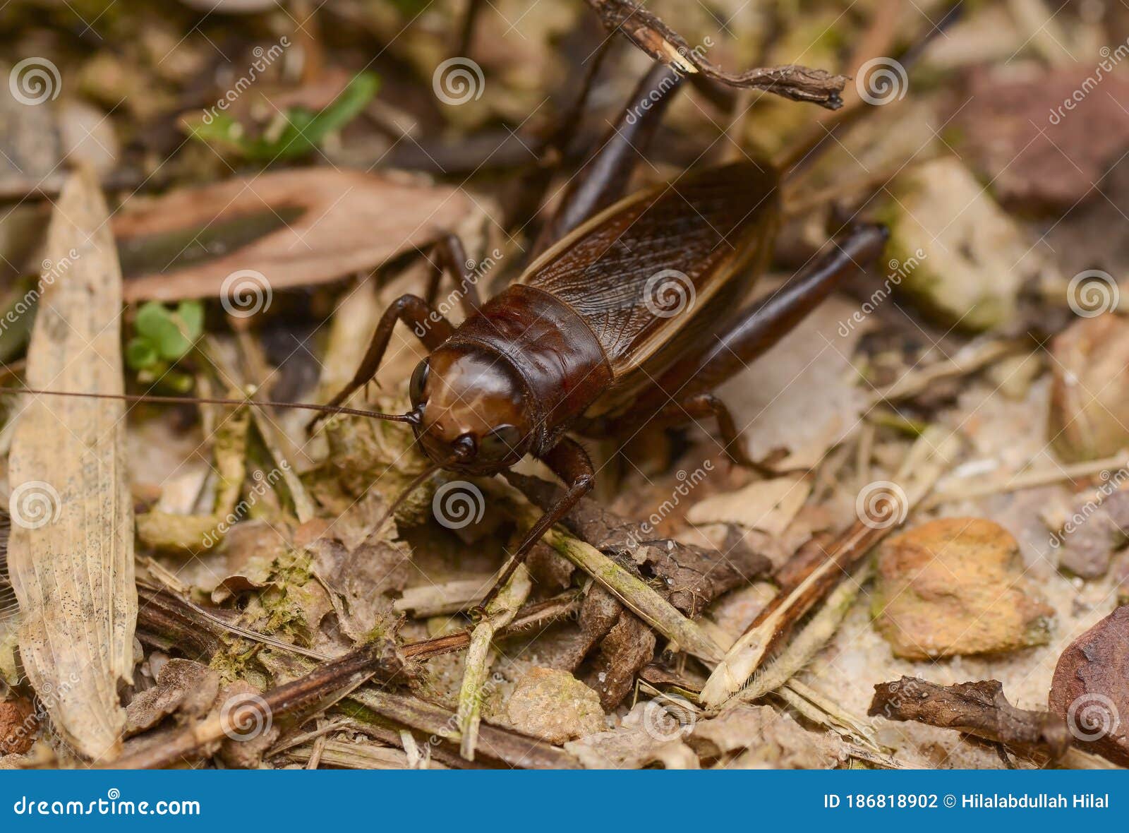 Closeup nature cricket stock photo. Image of arthropod - 186818902