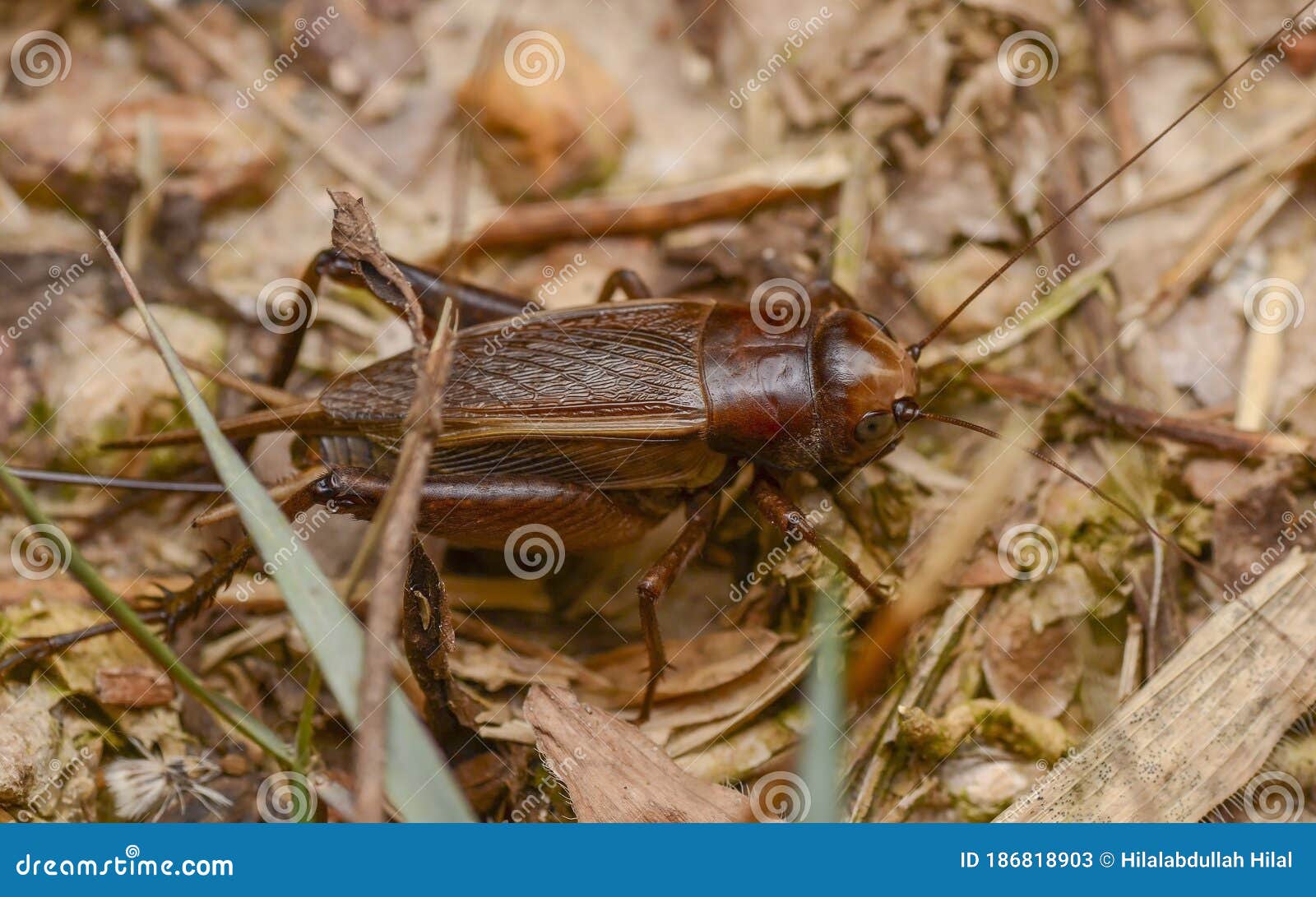 Closeup nature cricket stock image. Image of detail - 186818903