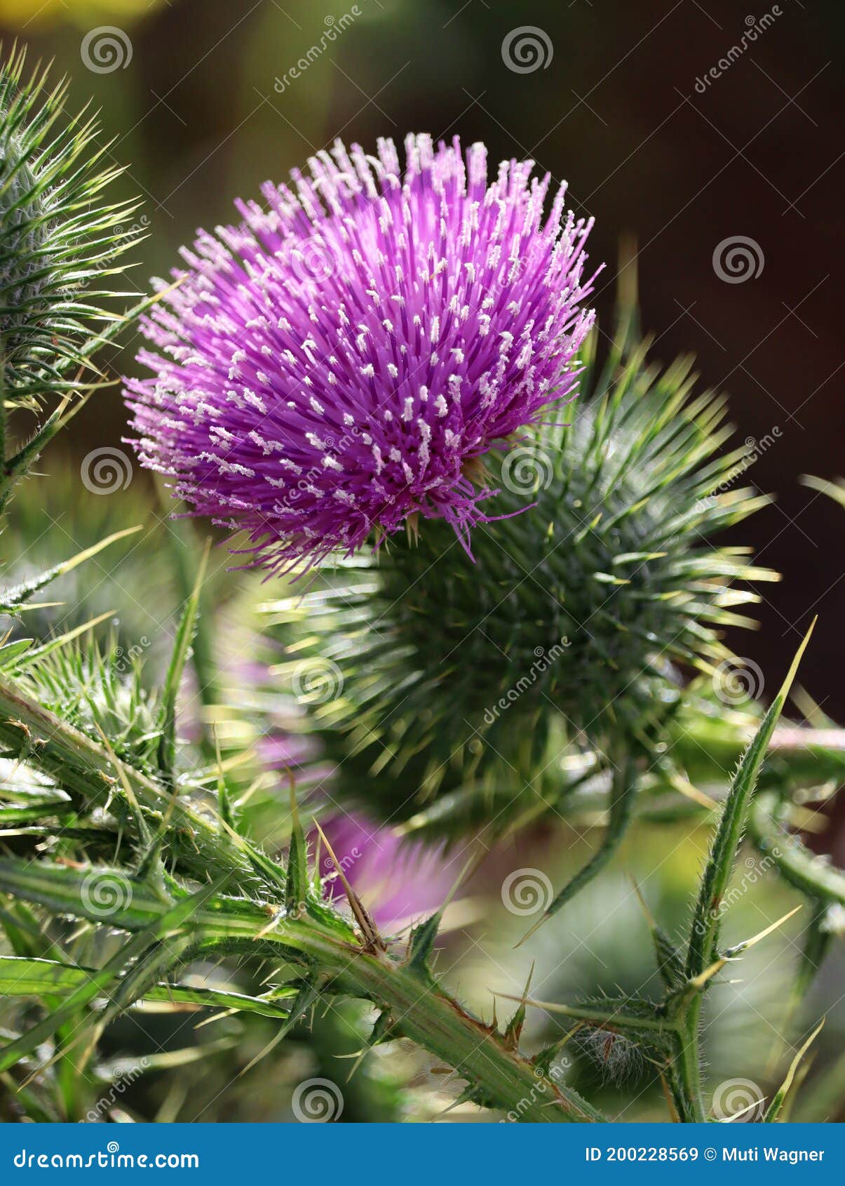 Thistle flower stock image. Image of stamens, stem, composition - 200228569