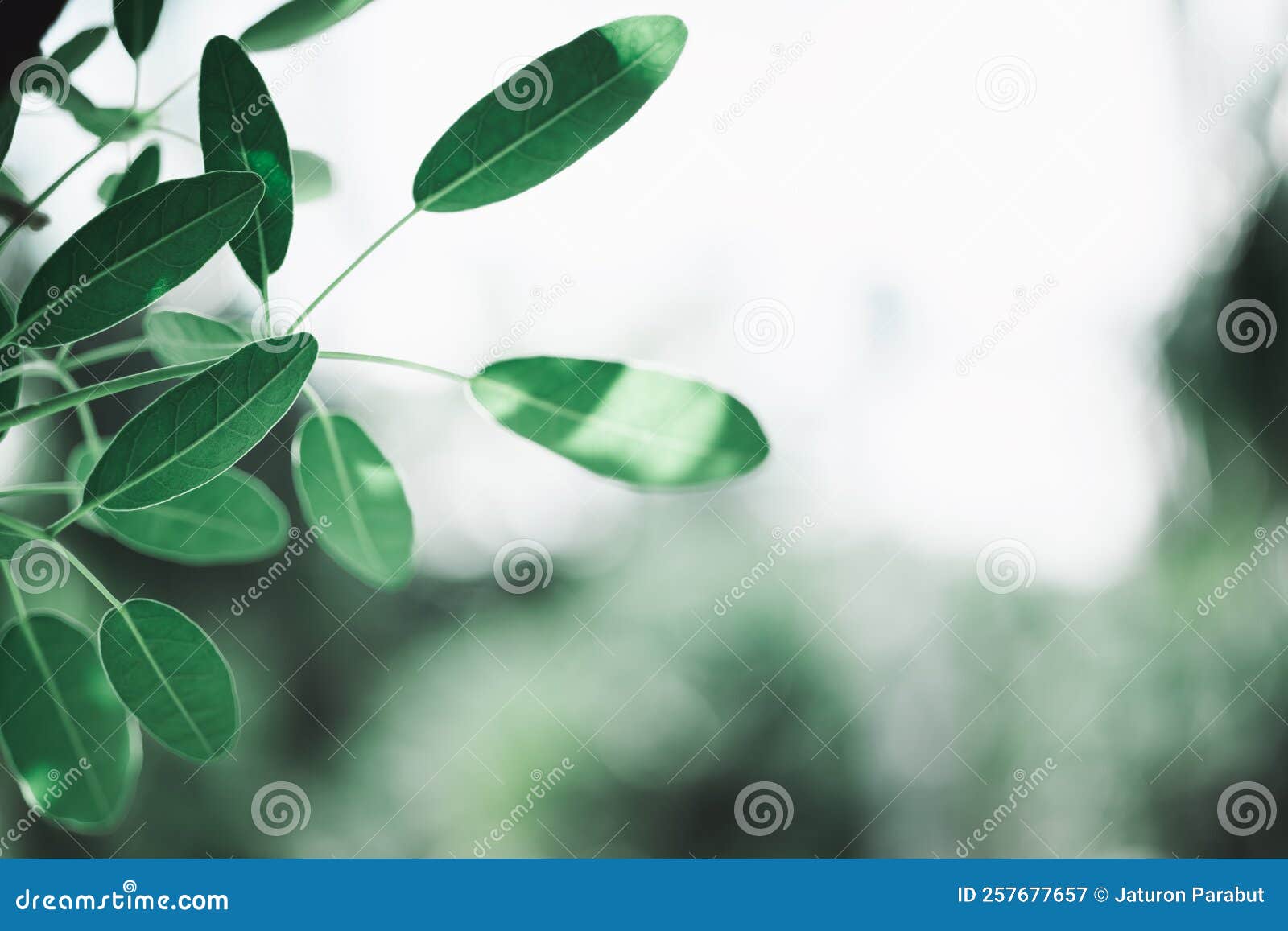 Closeup Nature View of Dark Green Leaf on Blurred Greenery Background ...