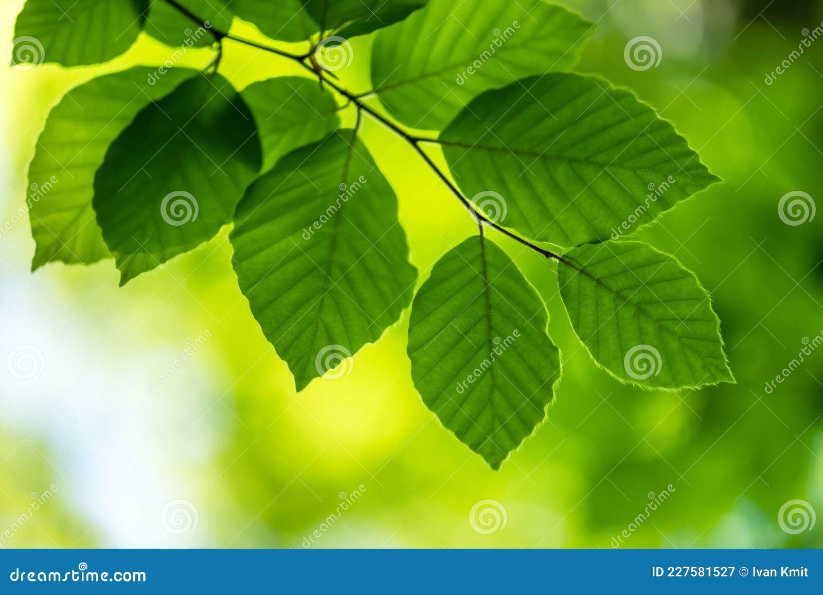Closeup Nature View of Green Beech Leaf on Spring Twigs Stock Image ...