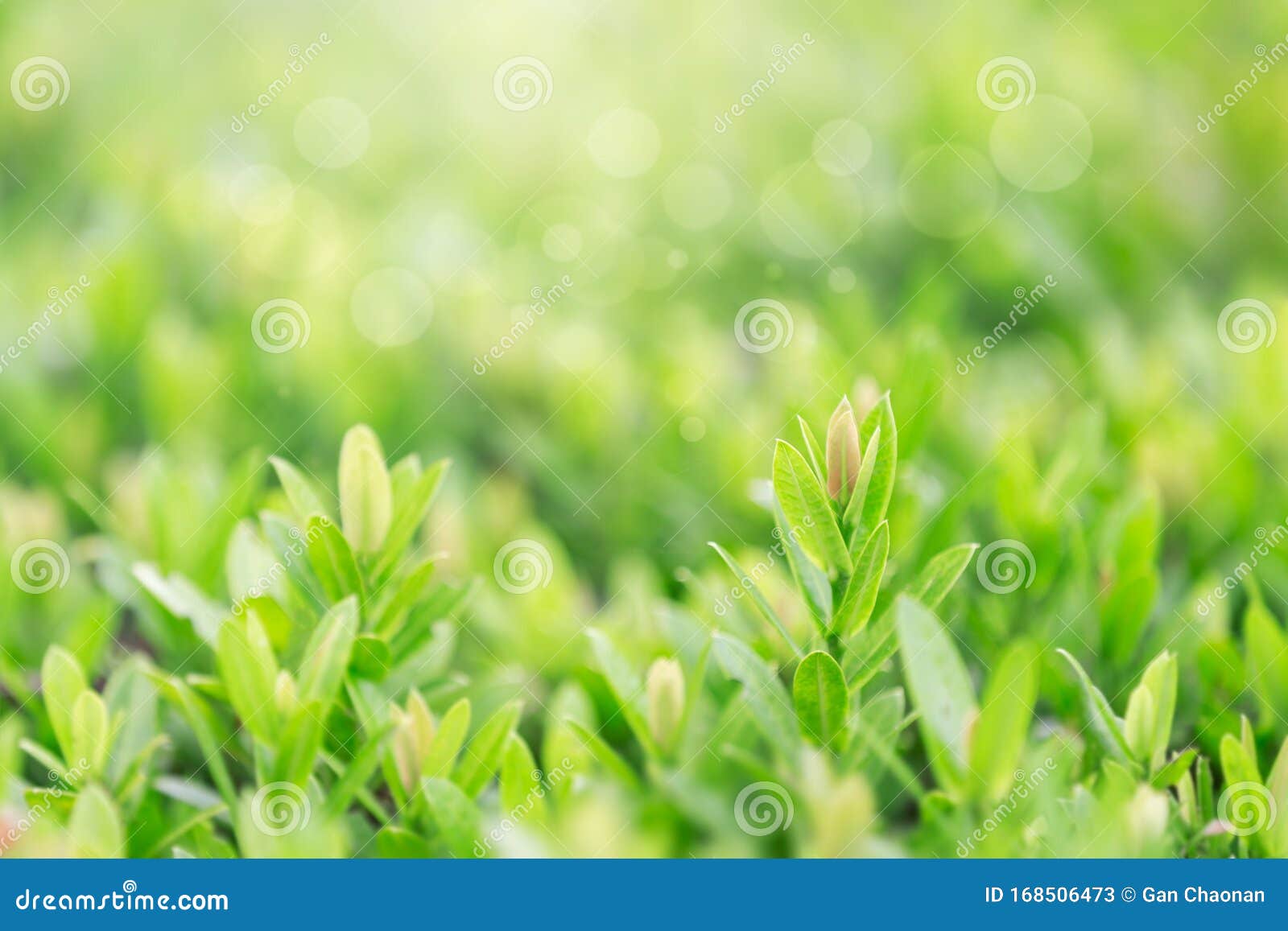 Closeup Nature View of Green Leaf on Blurred Greenery Background Stock ... Closeup Nature View of Green Leaf on Blurred Greenery Background Stock ...
