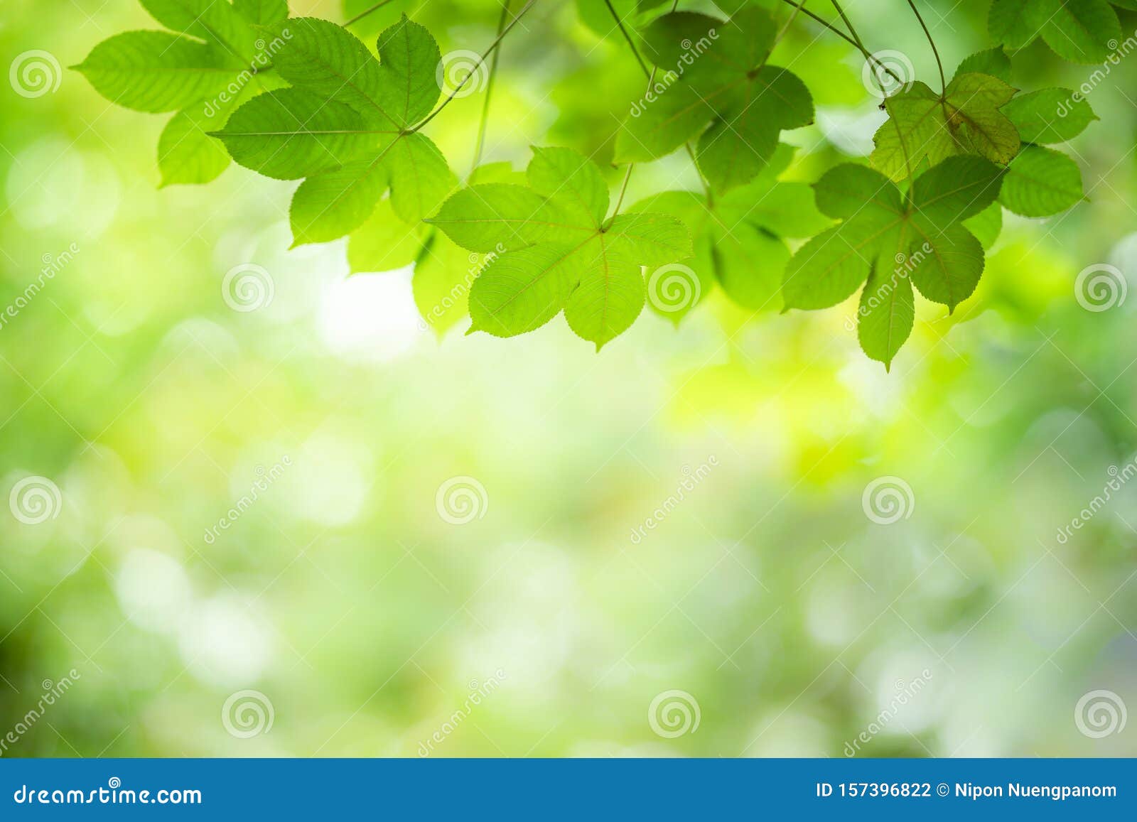 Closeup Nature View of Green Leaf on Greenery Blurred Background Stock ... Closeup Nature View of Green Leaf on Greenery Blurred Background Stock ...