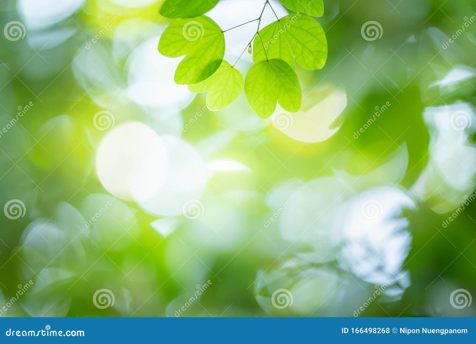 Nature View Green Leaf on Greenery Blurred Background Stock Photo ...