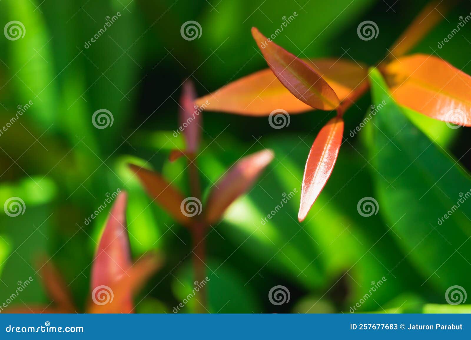 Closeup Nature View of Young Red Leaf on Blurred Greenery Background ...