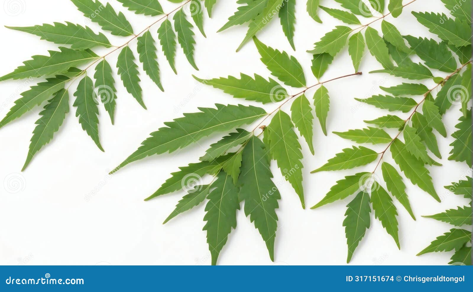 Neem Leaves Stock Photography | CartoonDealer.com #301745246